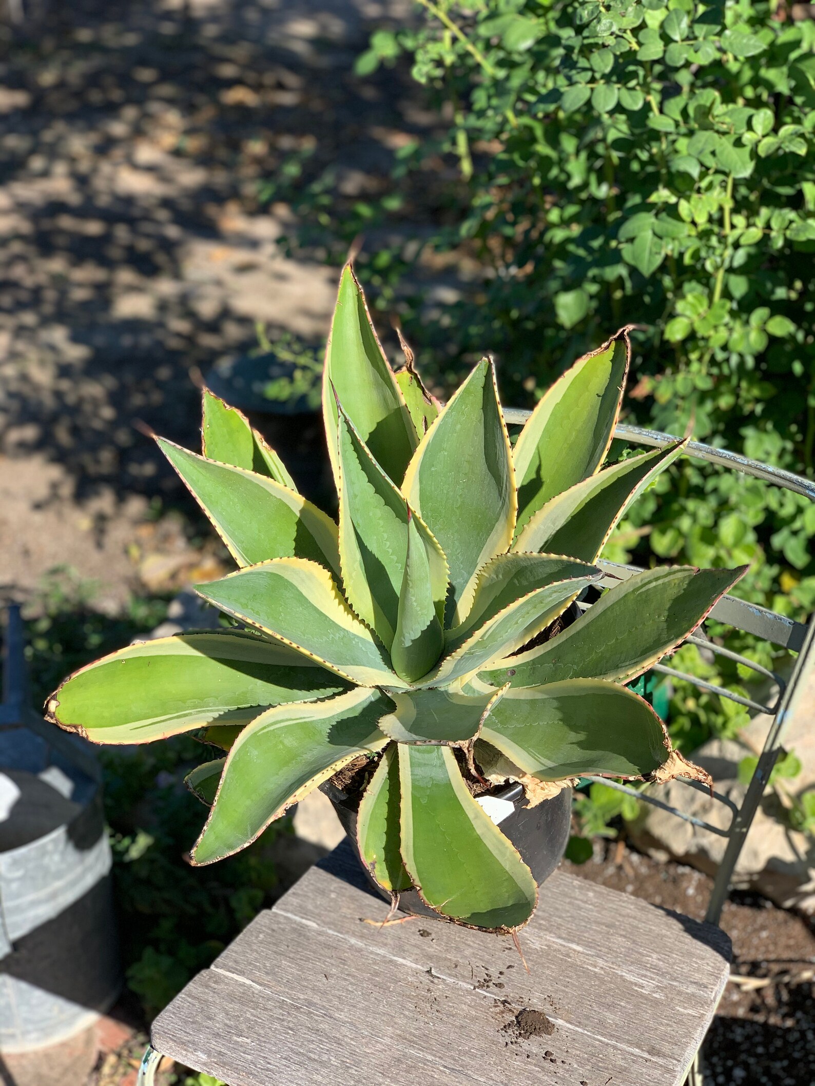 5 Gallon Agave Multi Colored. Ships Dry Root. FREE SHIPPING - Etsy
