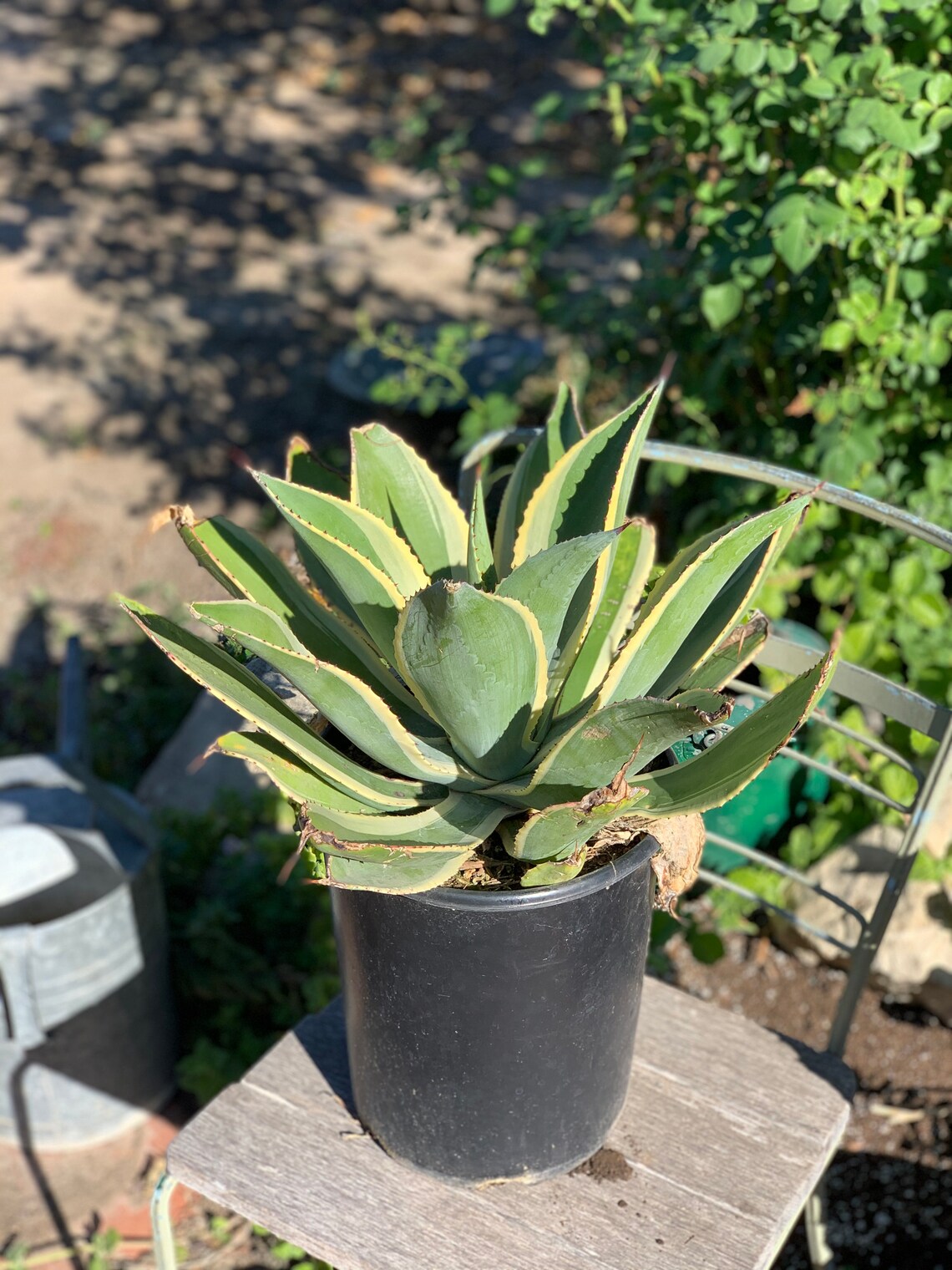 5 Gallon Agave Multi Colored. Ships Dry Root. FREE SHIPPING - Etsy