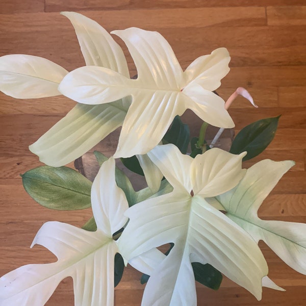 Florida Ghost Philodendron - Etsy