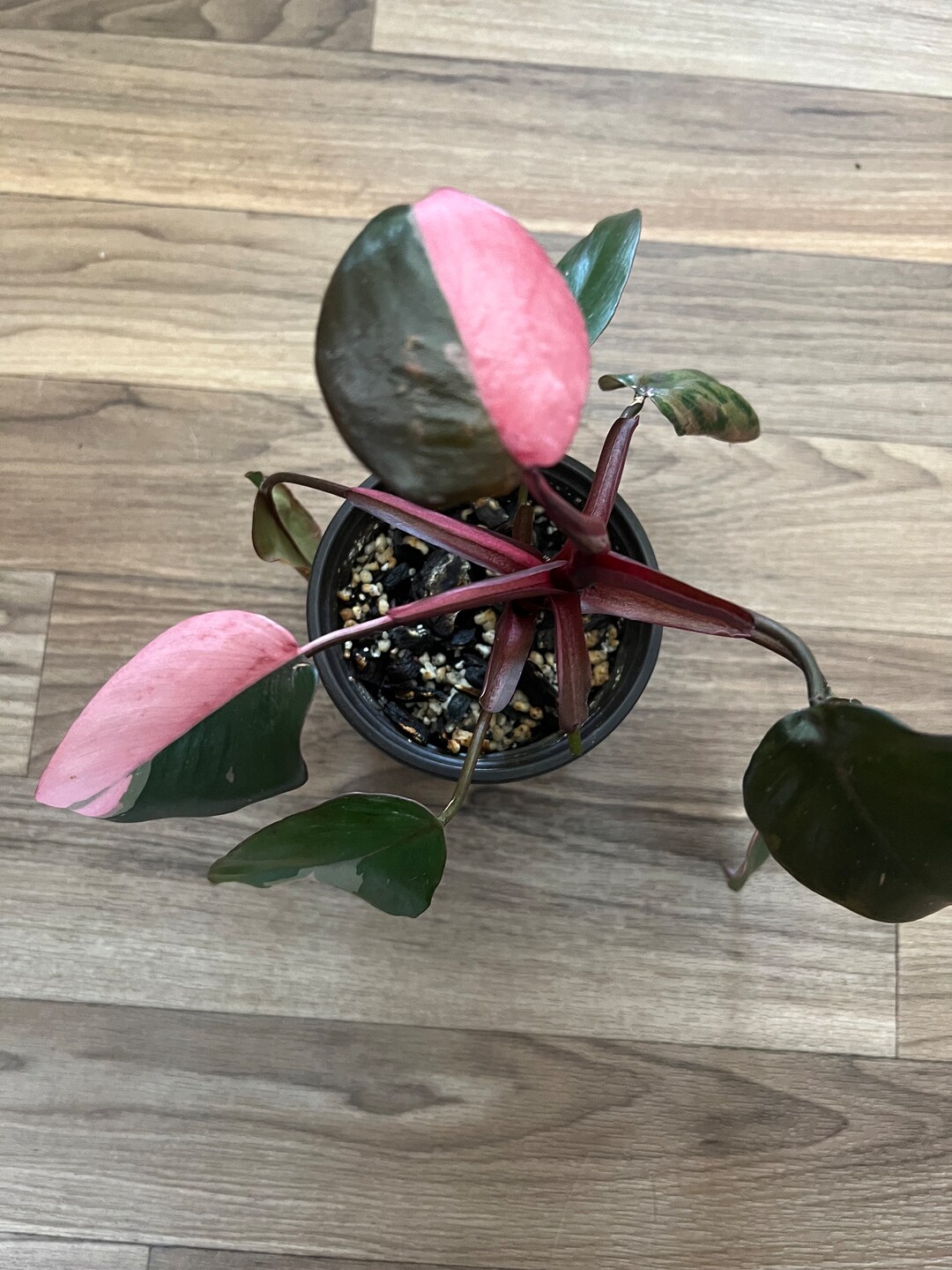 Philodendron Pink Princess Us Seller - Etsy