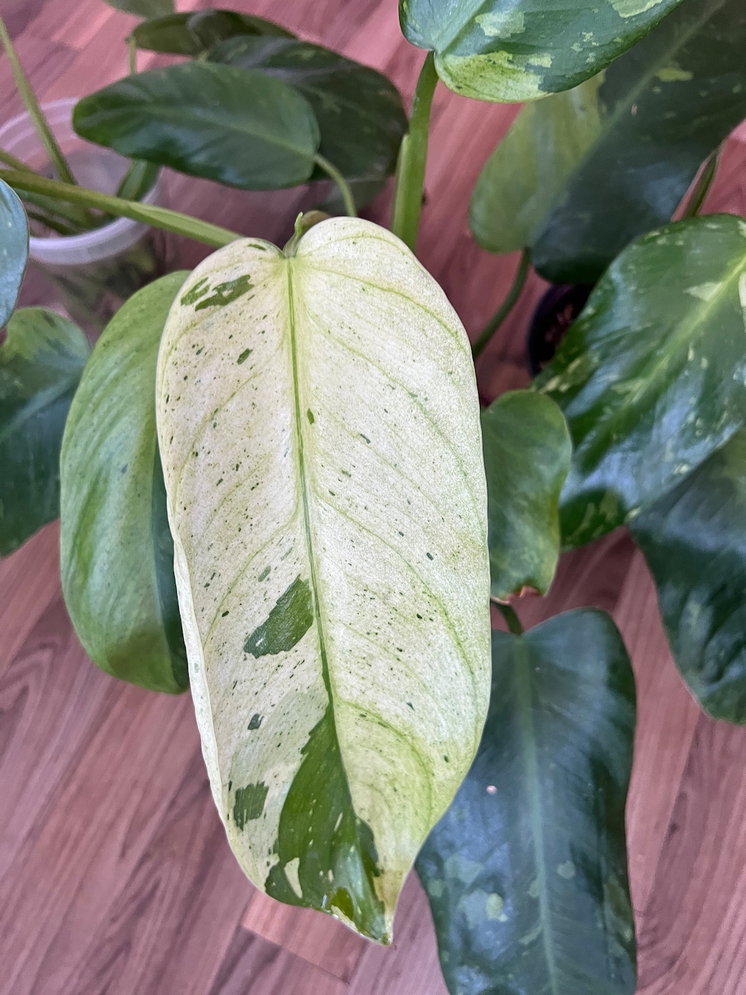 Philodendron Jose Bruno Cutting US Seller - Etsy