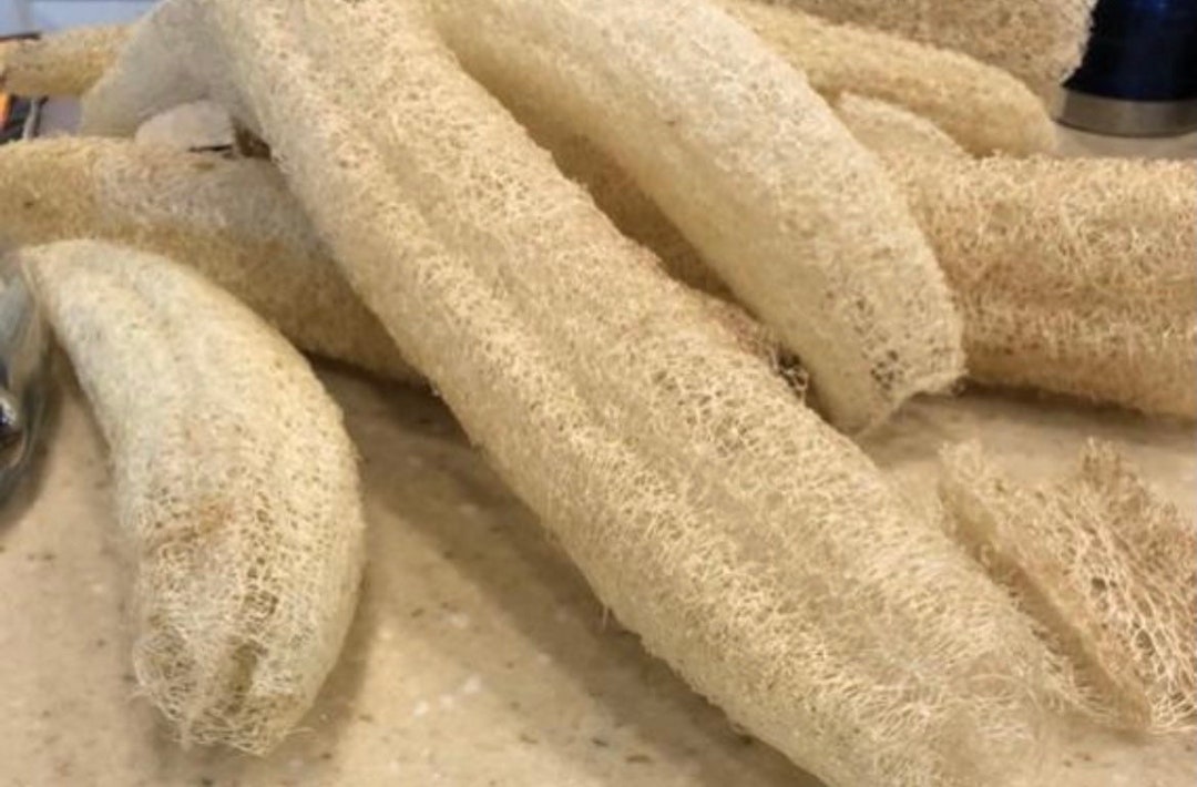 Loofah Seeds/25 Organically Grown Loofah Seeds/loofah/luffa/seed/garden ...