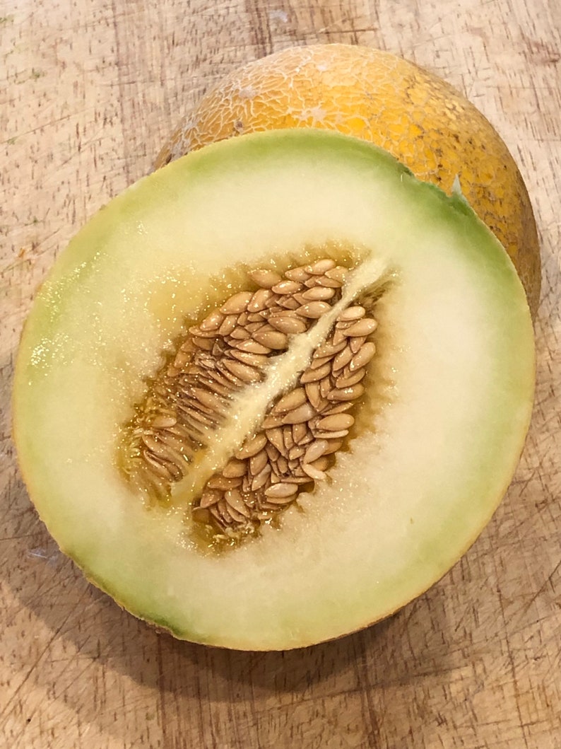 Galia Melon Seed/30 Galia Melon Seeds/heirloom Melon - Etsy