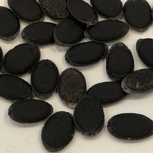 Loofah Seeds/25 Organically Grown Loofah Seeds/loofah/luffa/seed/garden ...