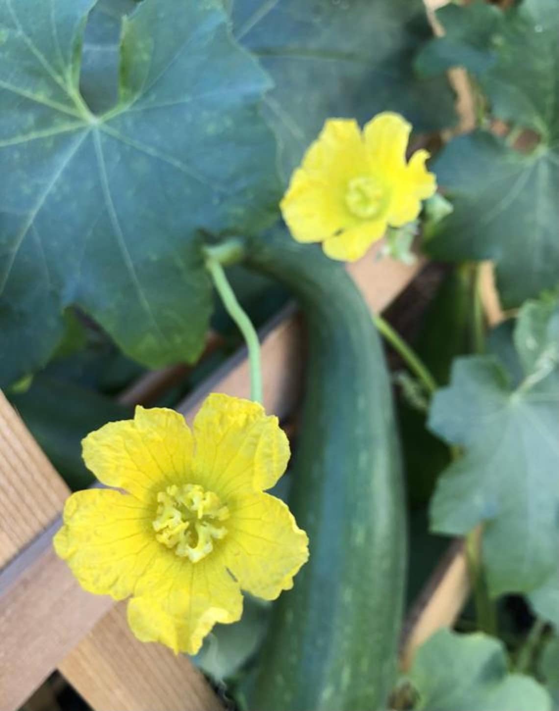 Loofah Seeds/25 Organically Grown Loofah - Etsy