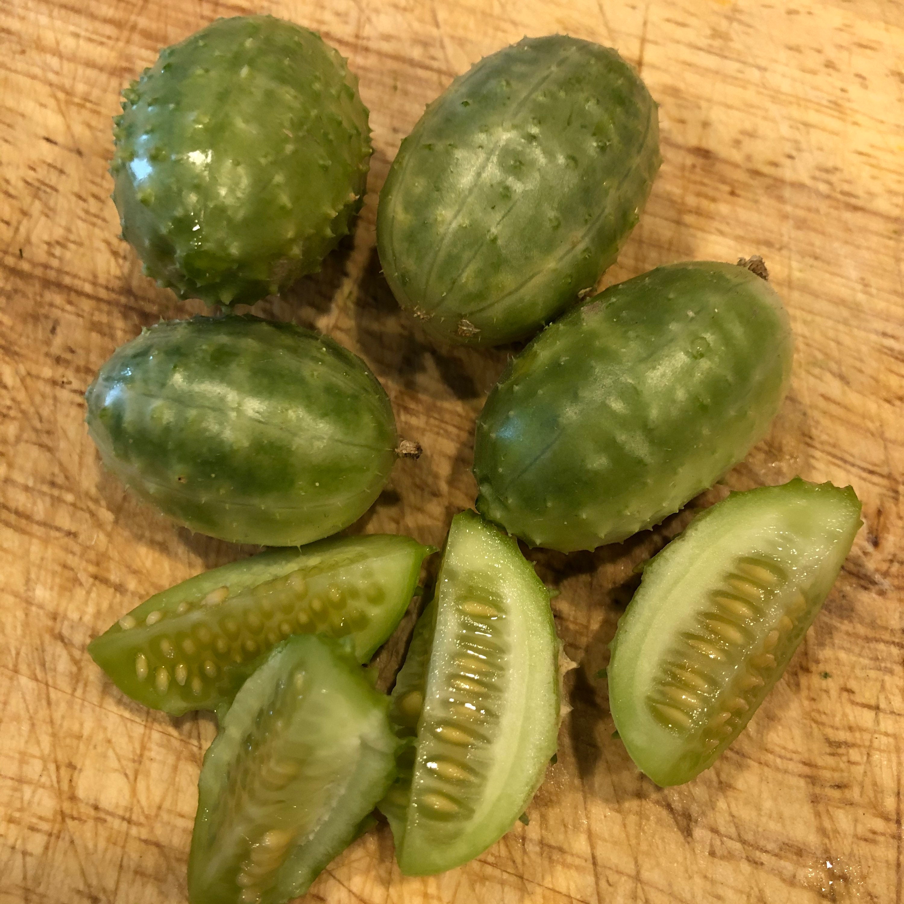 West Indian Burr Gherkin Seed/30 West Indian Gherkin Seeds/heirloom ...