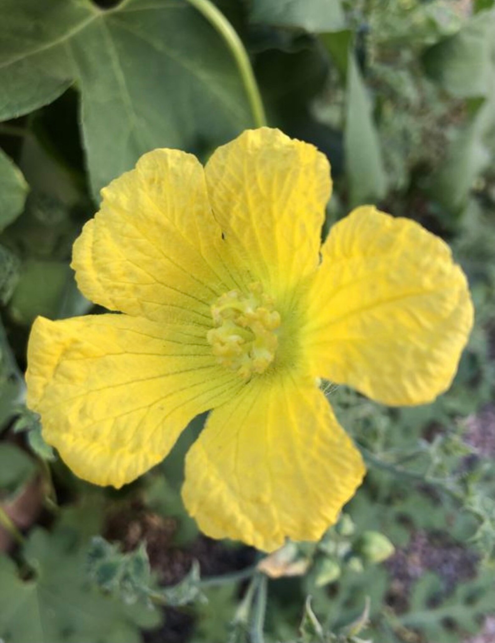 Loofah Seeds/25 Organically Grown Loofah - Etsy