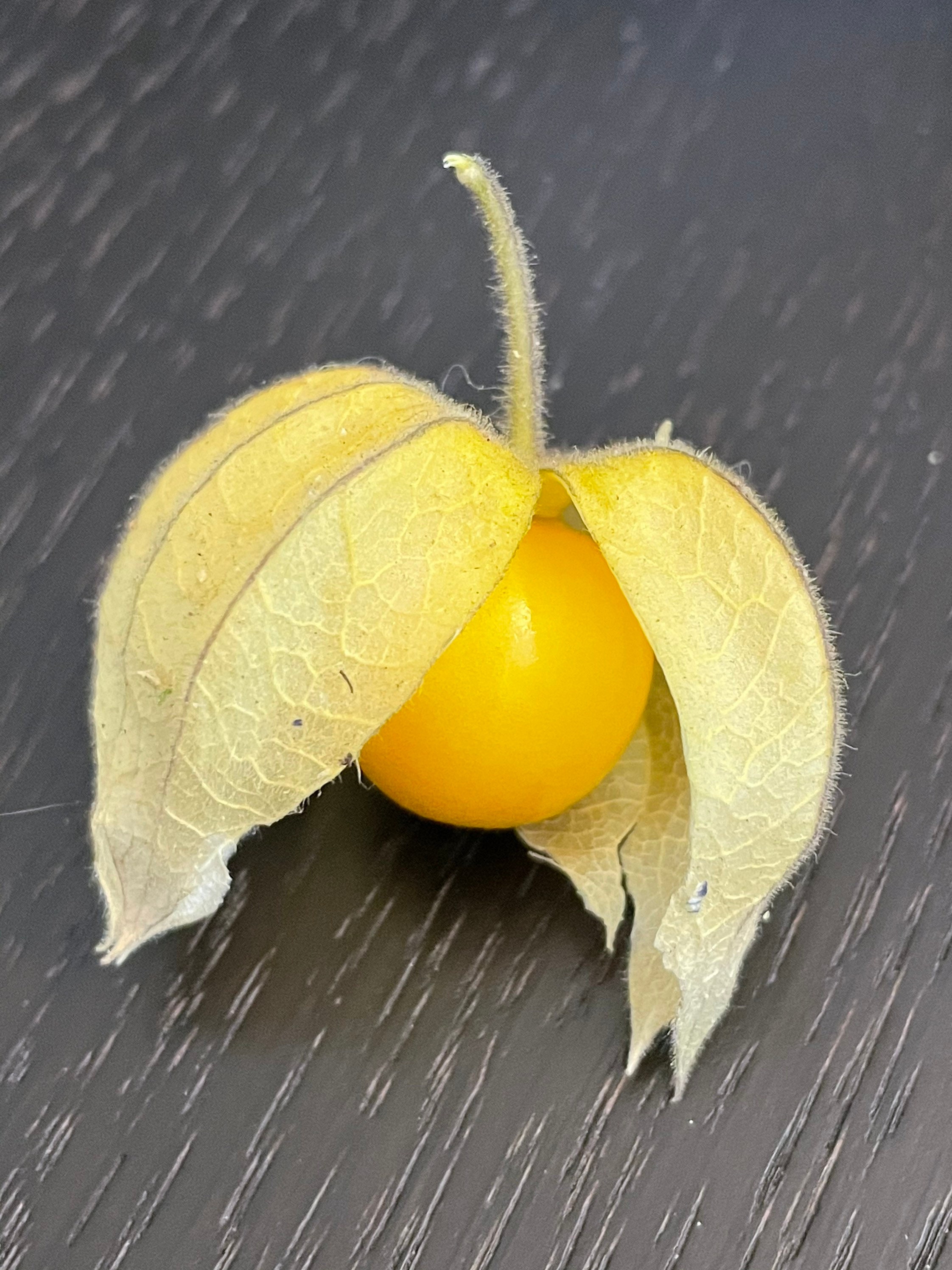 Cape Gooseberry/peruvian Ground Cherry/golden Berry/heirloom Seed ...