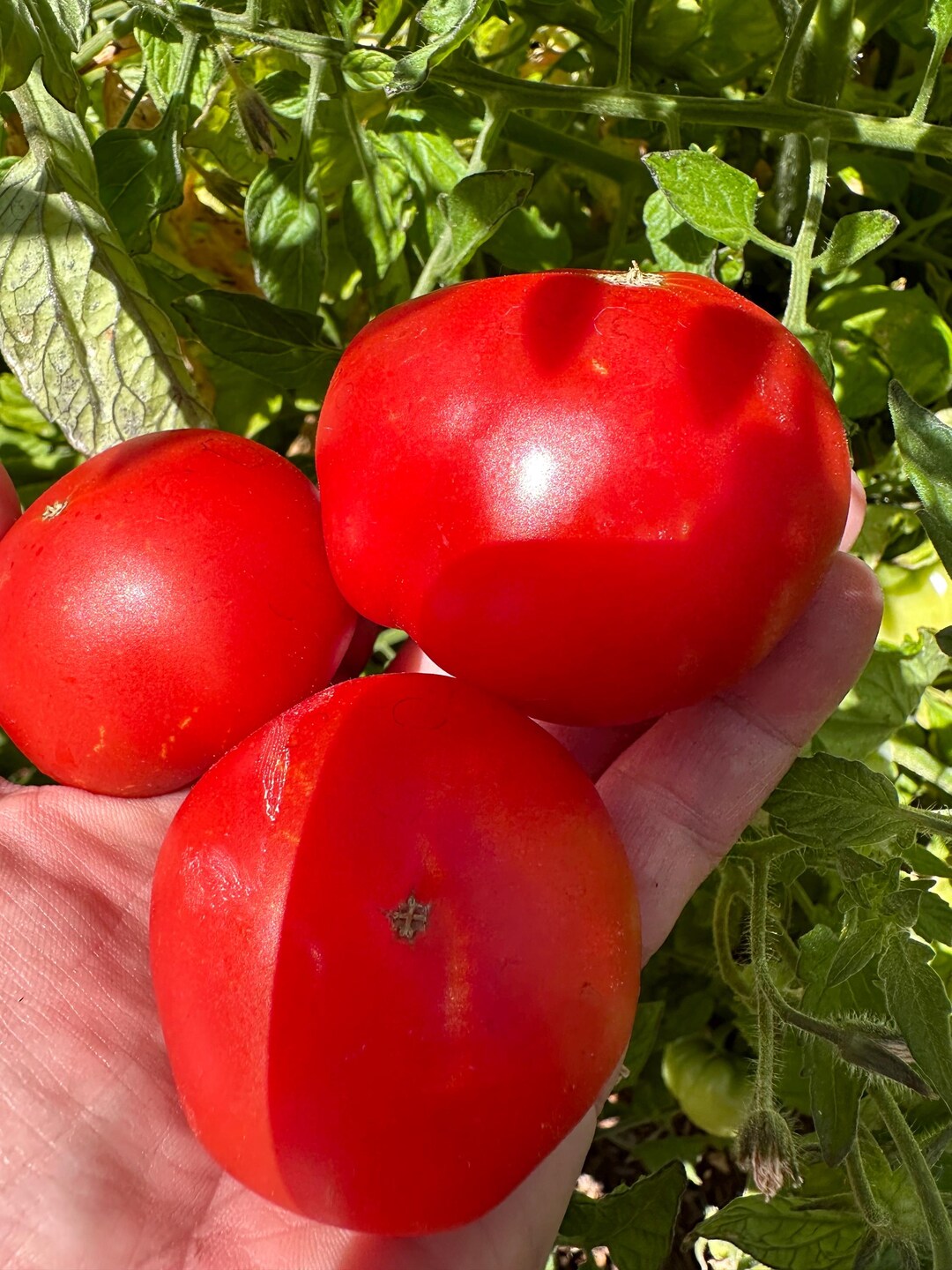 Champion Tomato Seeds/30 Organic Heirloom Champion Tomato Seeds/tomato ...