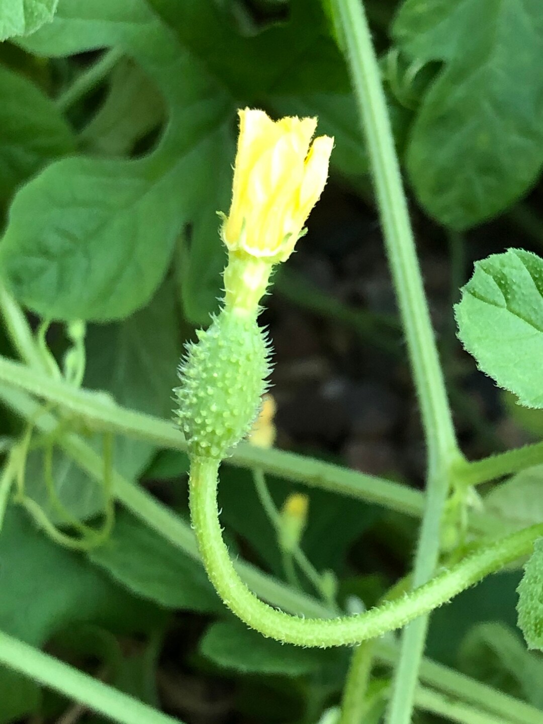 West Indian Burr Gherkin Seed/30 West Indian Gherkin Seeds/heirloom ...