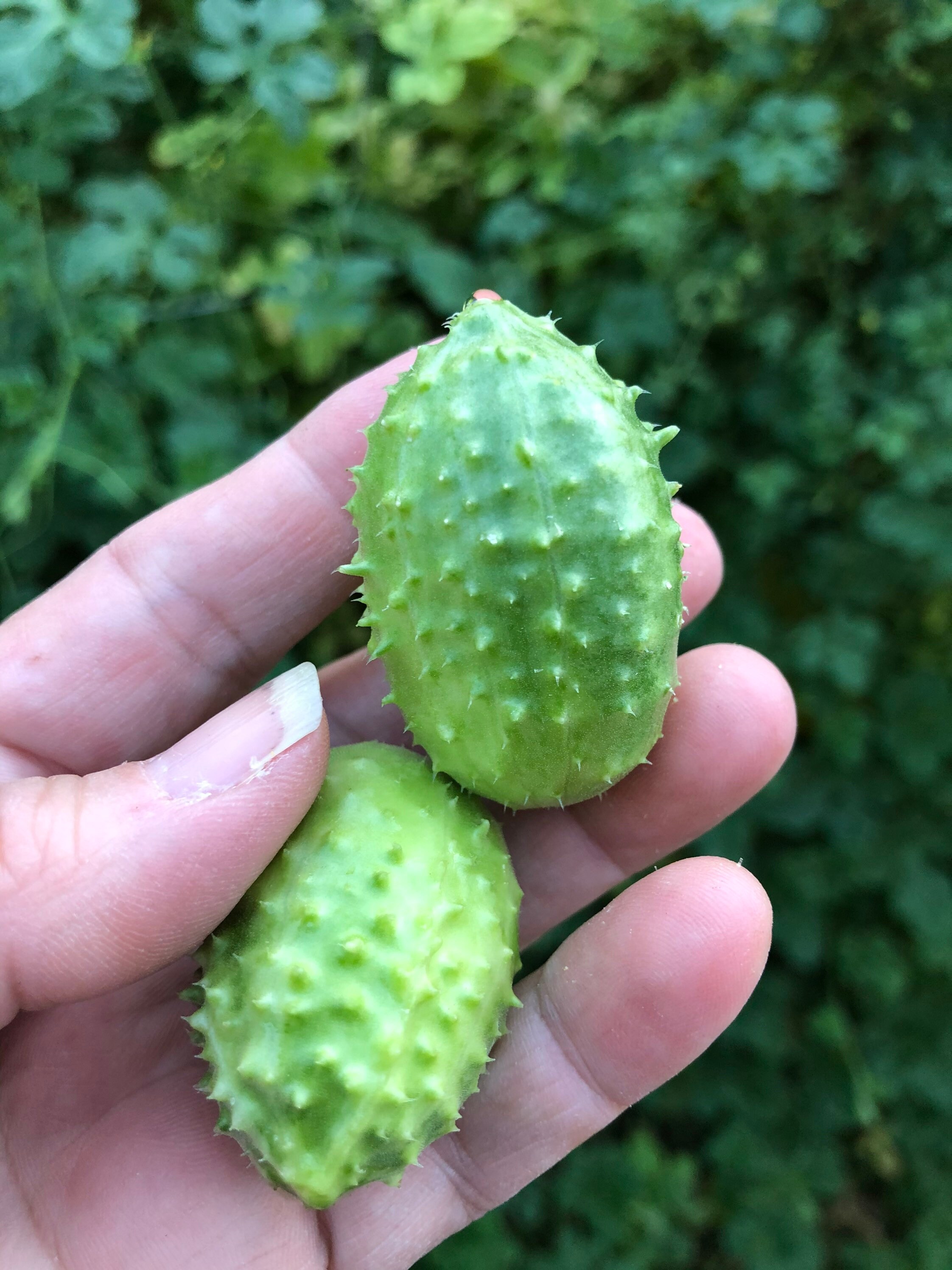 West Indian Burr Gherkin Seed/30 West Indian Gherkin - Etsy