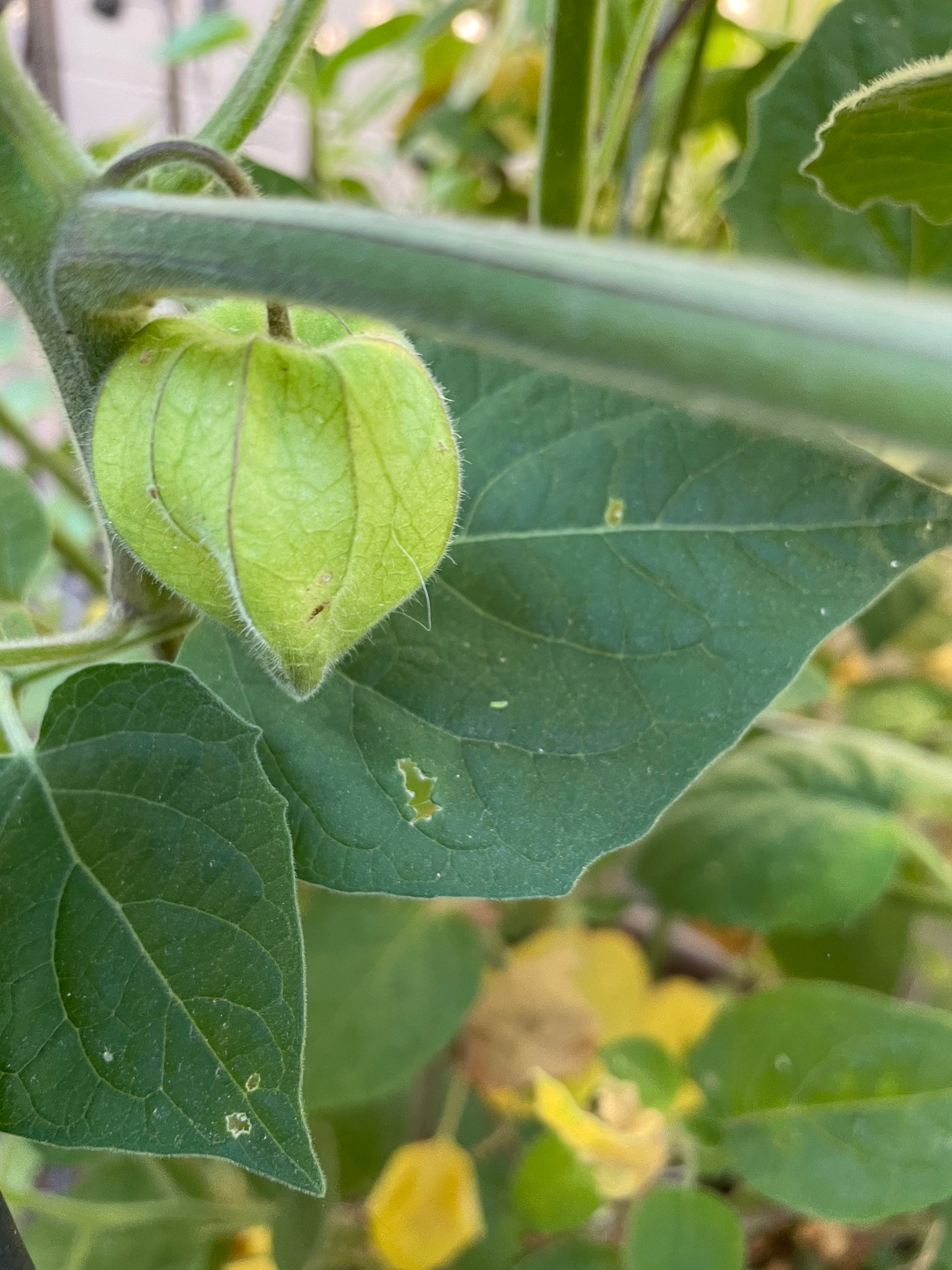 Cape Gooseberry/peruvian Ground Cherry/golden Berry/heirloom Seed ...