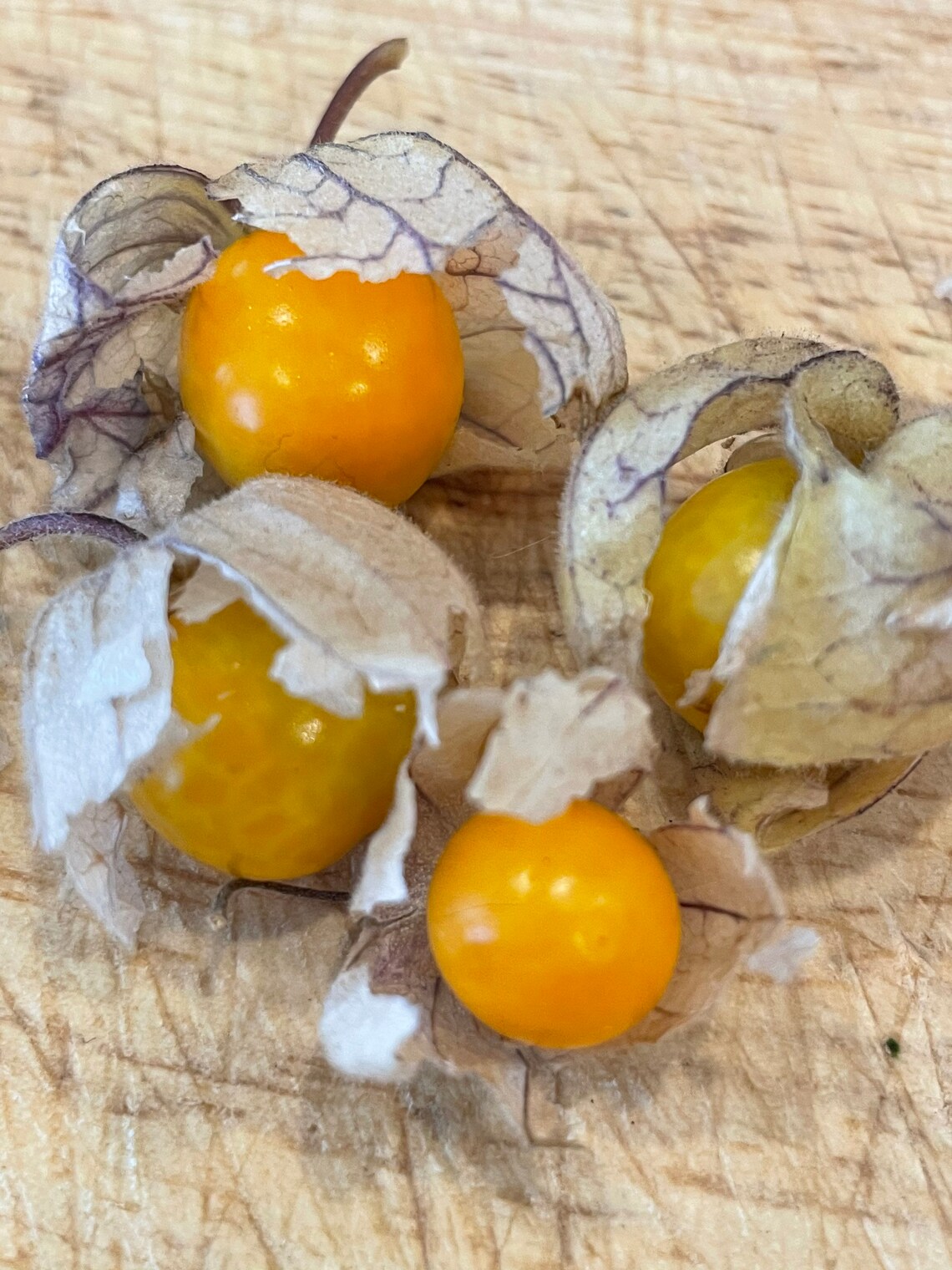 Cape Gooseberry/peruvian Ground Cherry/golden Berry/heirloom Seed ...