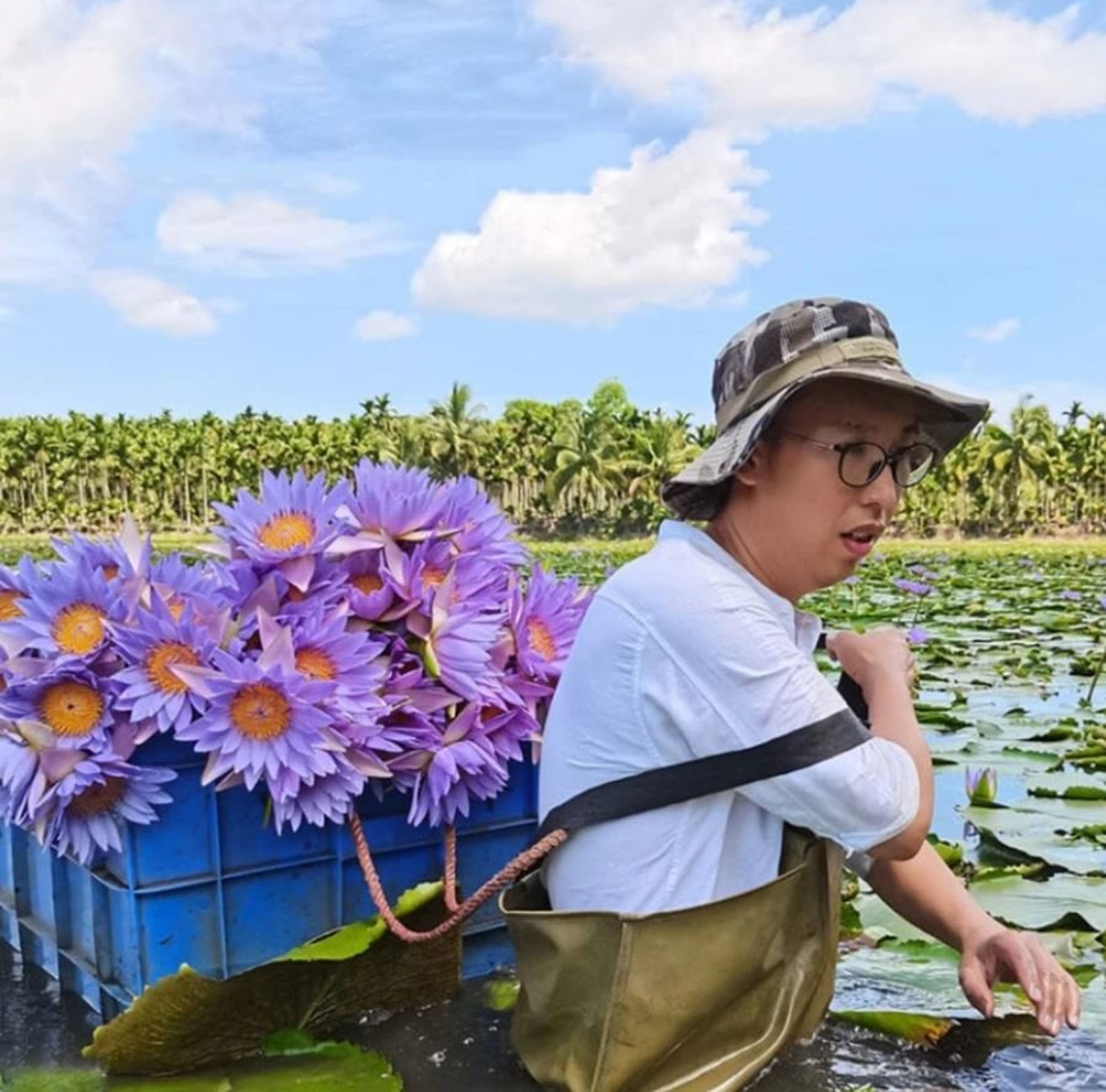 Dried Blue Lotus Flower | Hand Picked 100% Pure Organic | Ceylon Natura ...