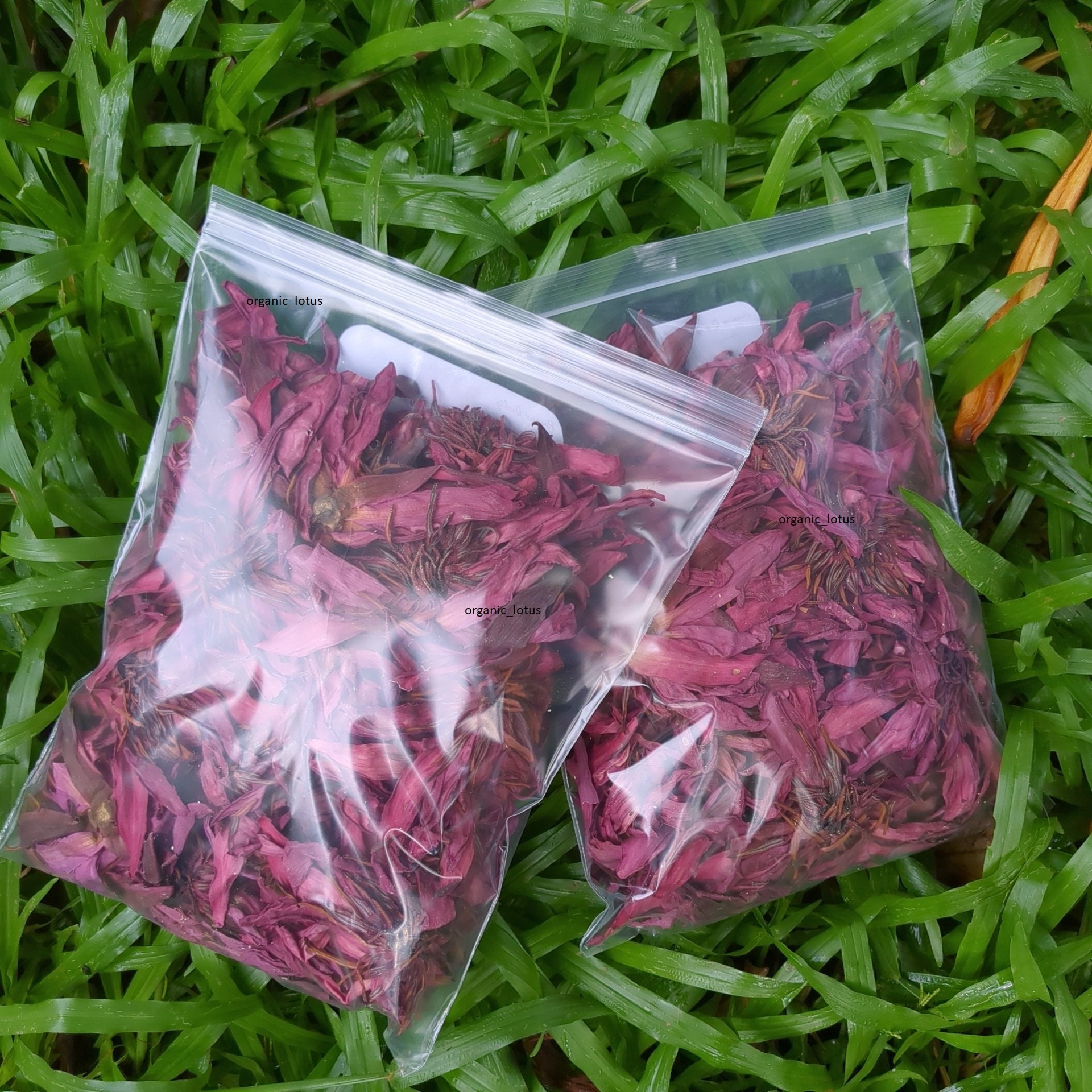Red Lotus Flower Organic Dried Flowers Nymphaea Rubra Crimson Premium ...