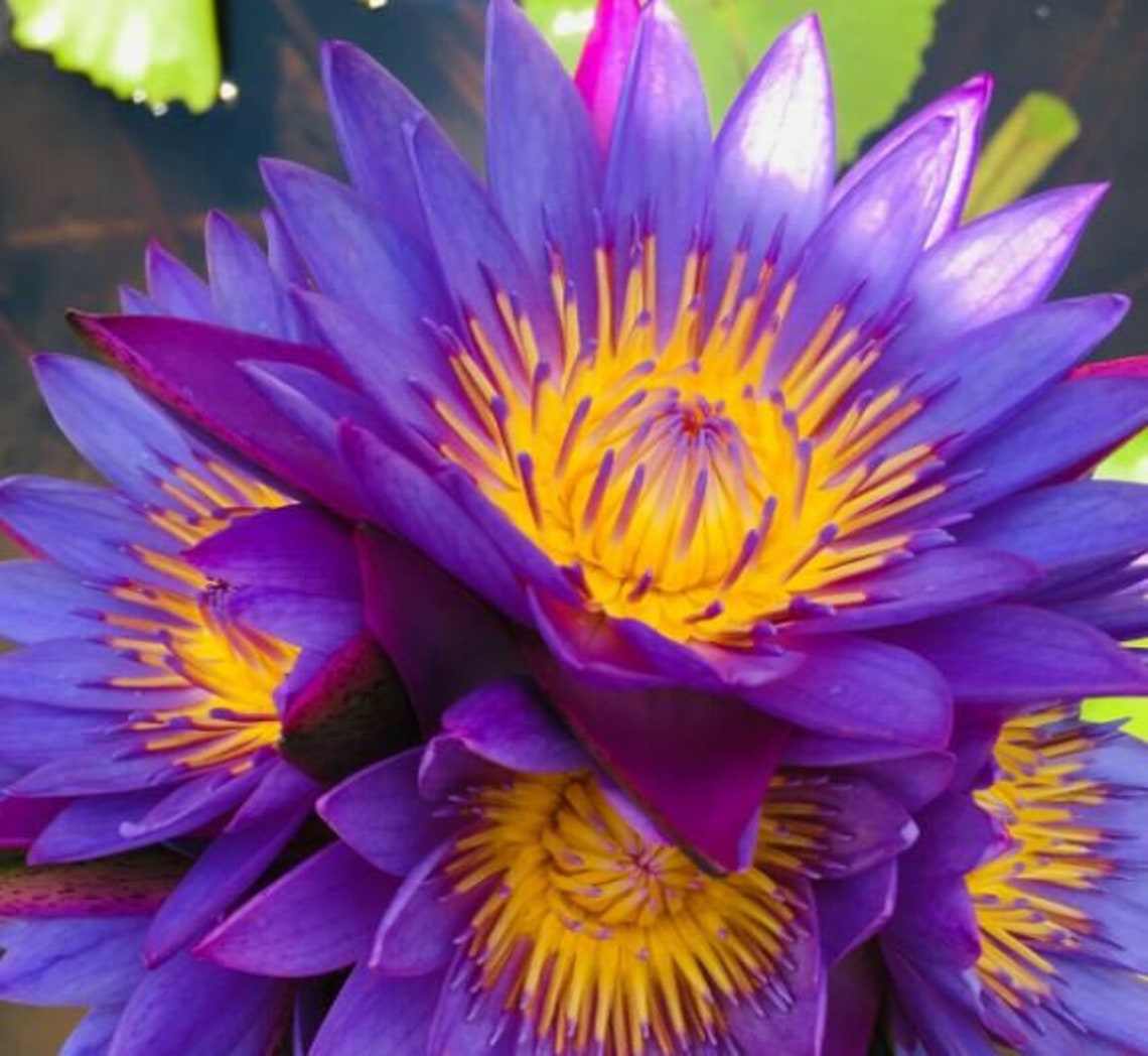 Dried Blue Lotus Flower | Hand Picked 100% Pure Organic | Ceylon Natura ...