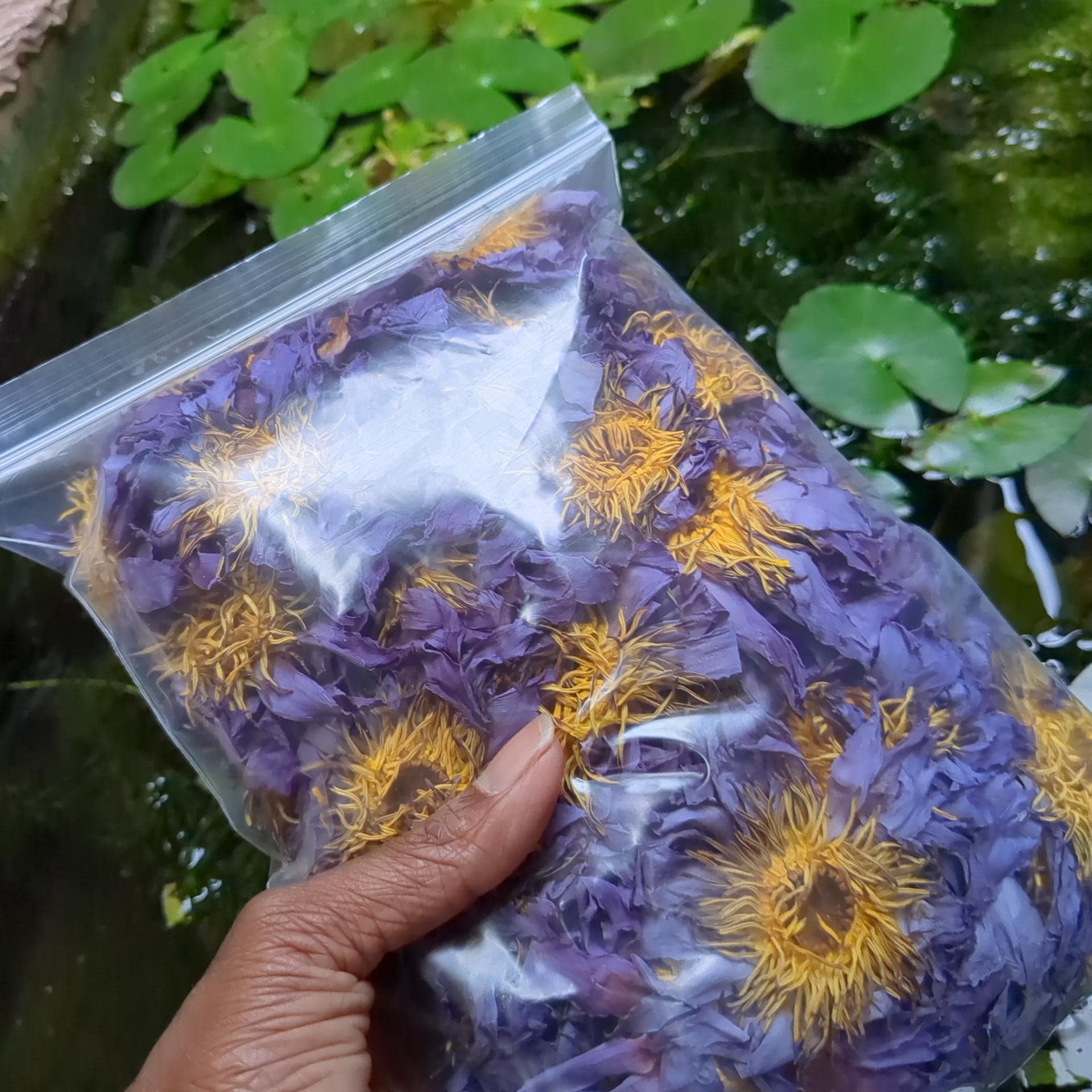 Dried Blue Lotus Flower | Hand Picked 100% Pure Organic | Ceylon Natura ...