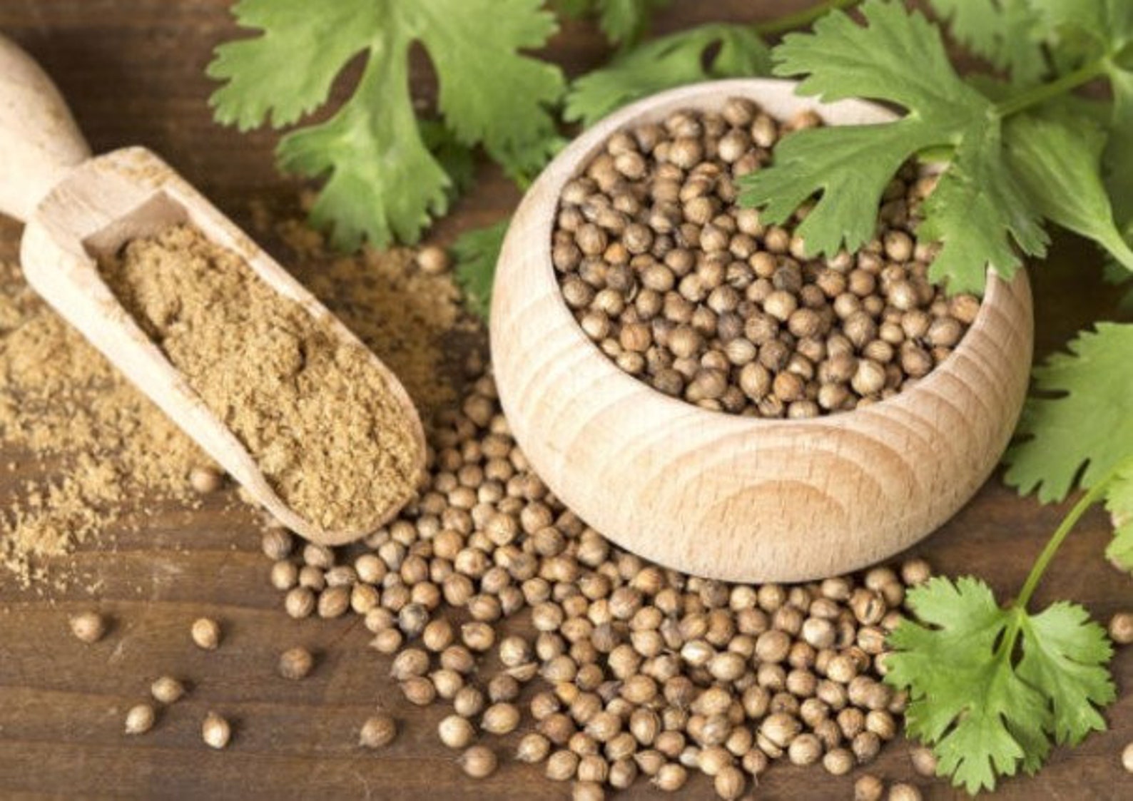 Semillas de cilantro seco 100% orgánico Cilantro Sativa - Etsy España