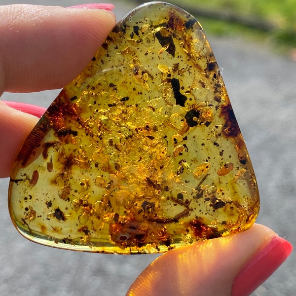 Amber With Insect - Etsy