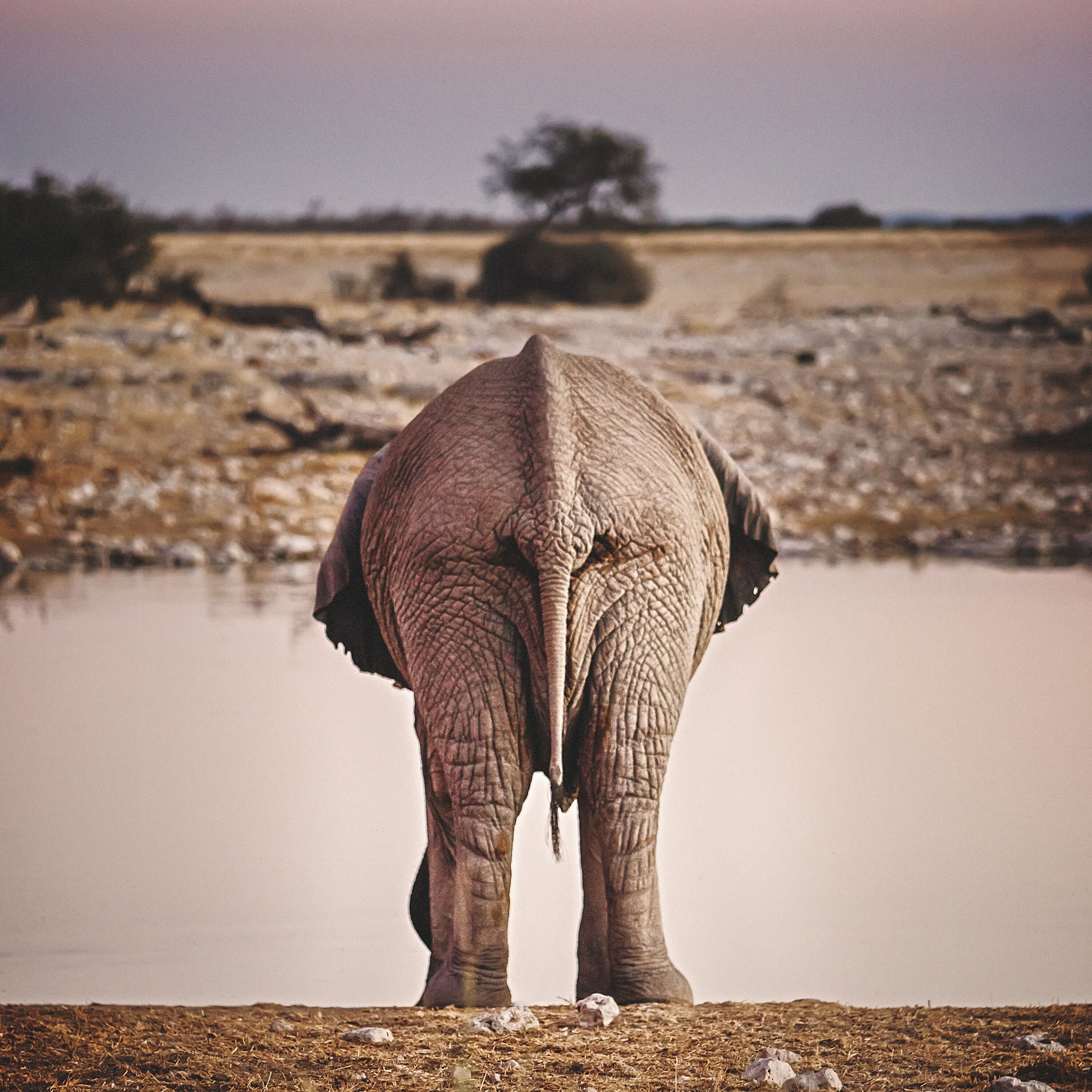 Square Animal Print Elephant Printable African Animal - Etsy