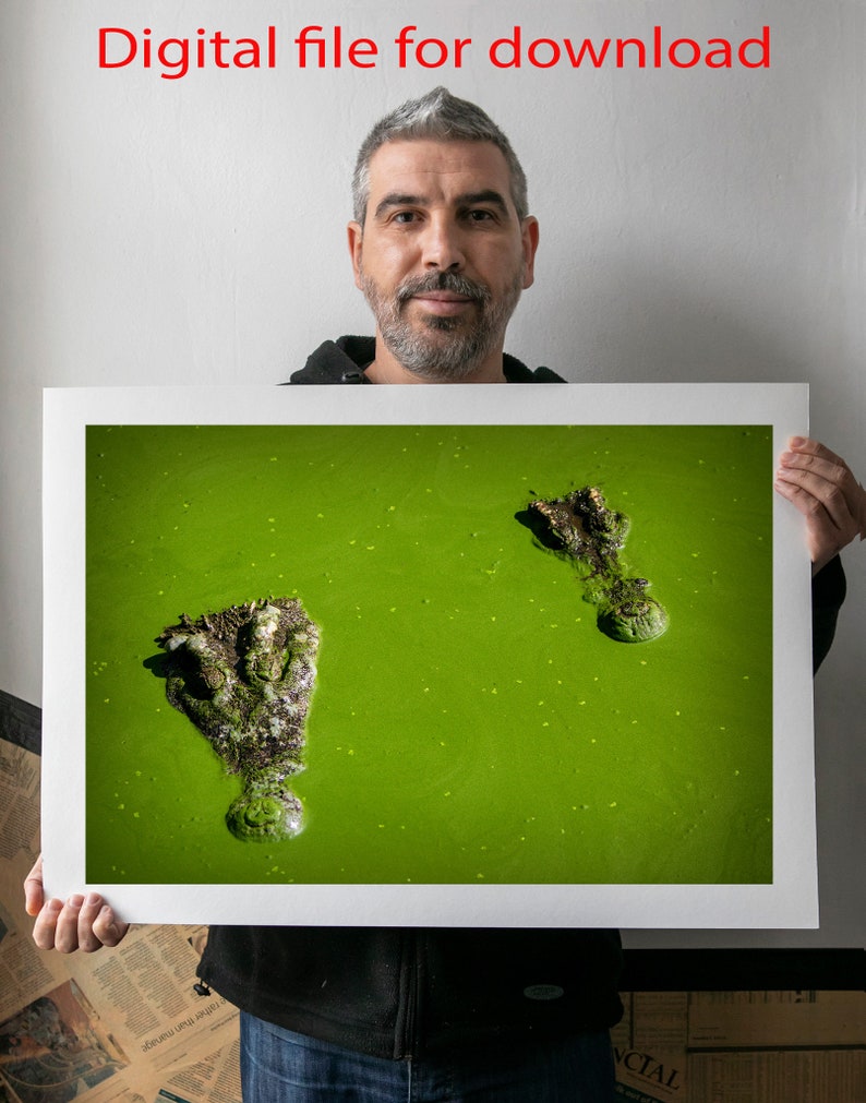 Crocodile Printable Wild Animal Poster Digital Download - Etsy