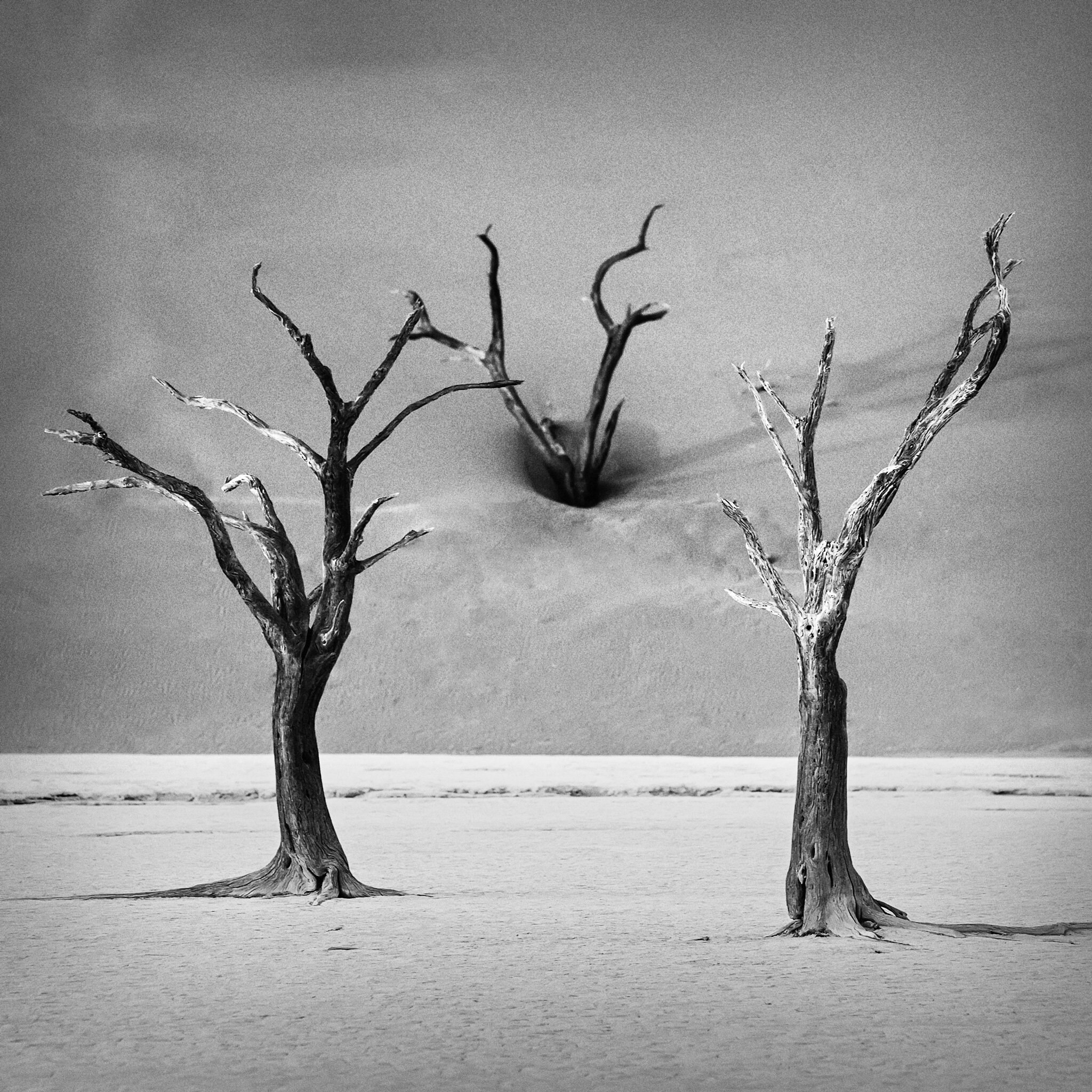 Desert Printable Dry Trees Wall Art Digital Download Black - Etsy