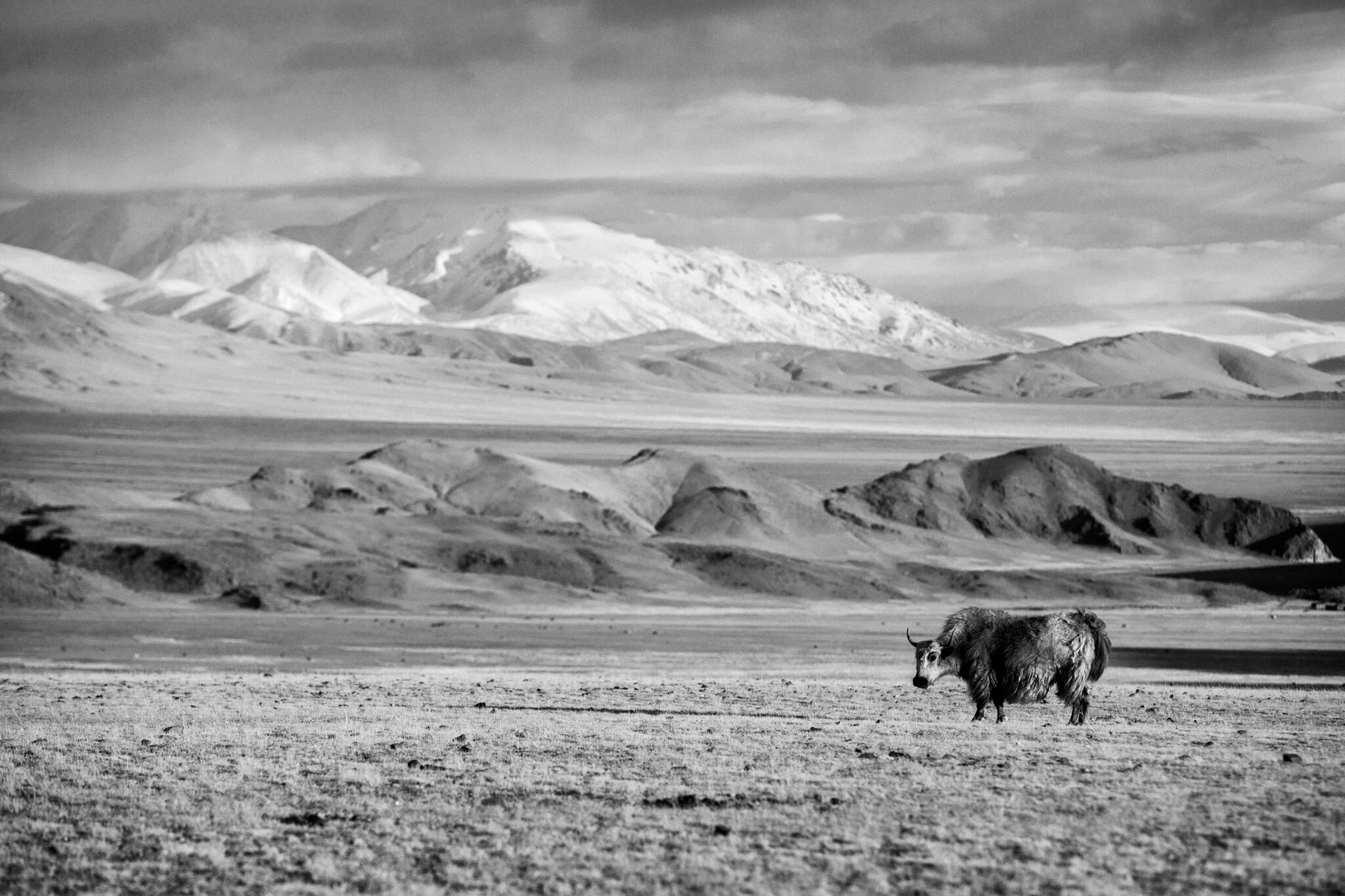 Mongolia Printable, Tibetan Yak, Travel Photography, Digital Download ...