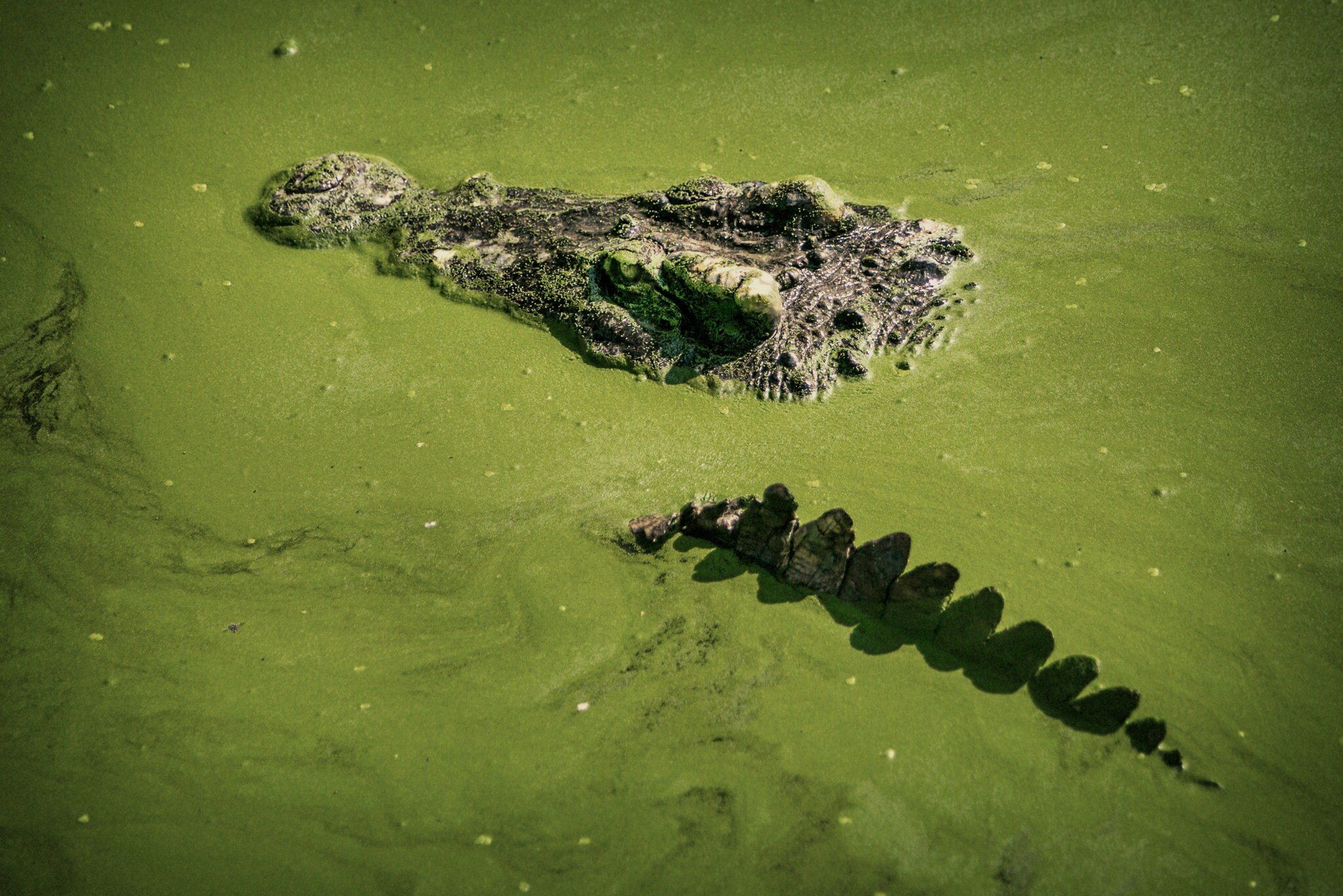 Crocodile Printable Instant Download Alligator Poster - Etsy