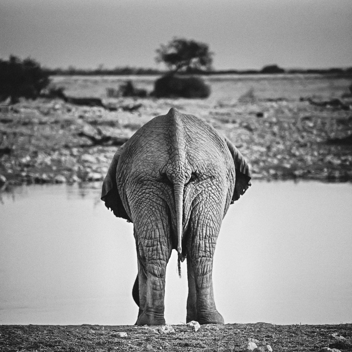 Elephant Printable Elephant Butt Wall Art Square Animal - Etsy