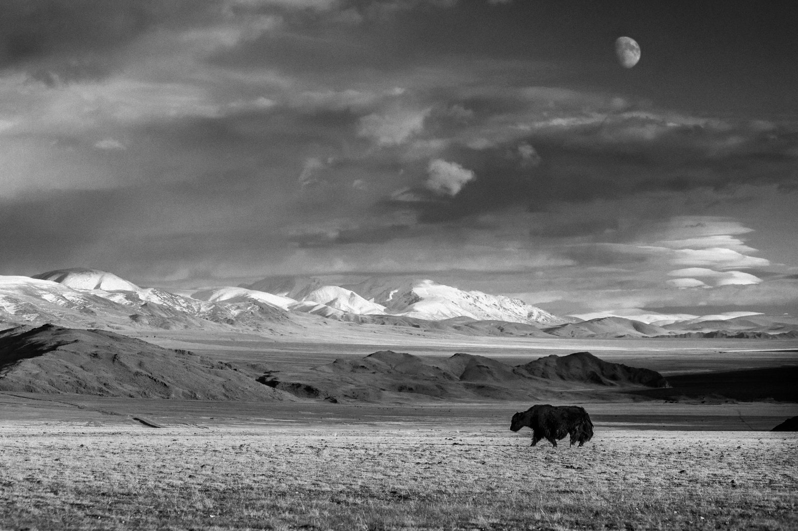 Mountain Landscape, Tibetan Yak Wall Art, Mongolia Printable, Travel ...