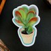 Flapjack Succulent Sticker, Waterproof Vinyl Plant Decal - Etsy