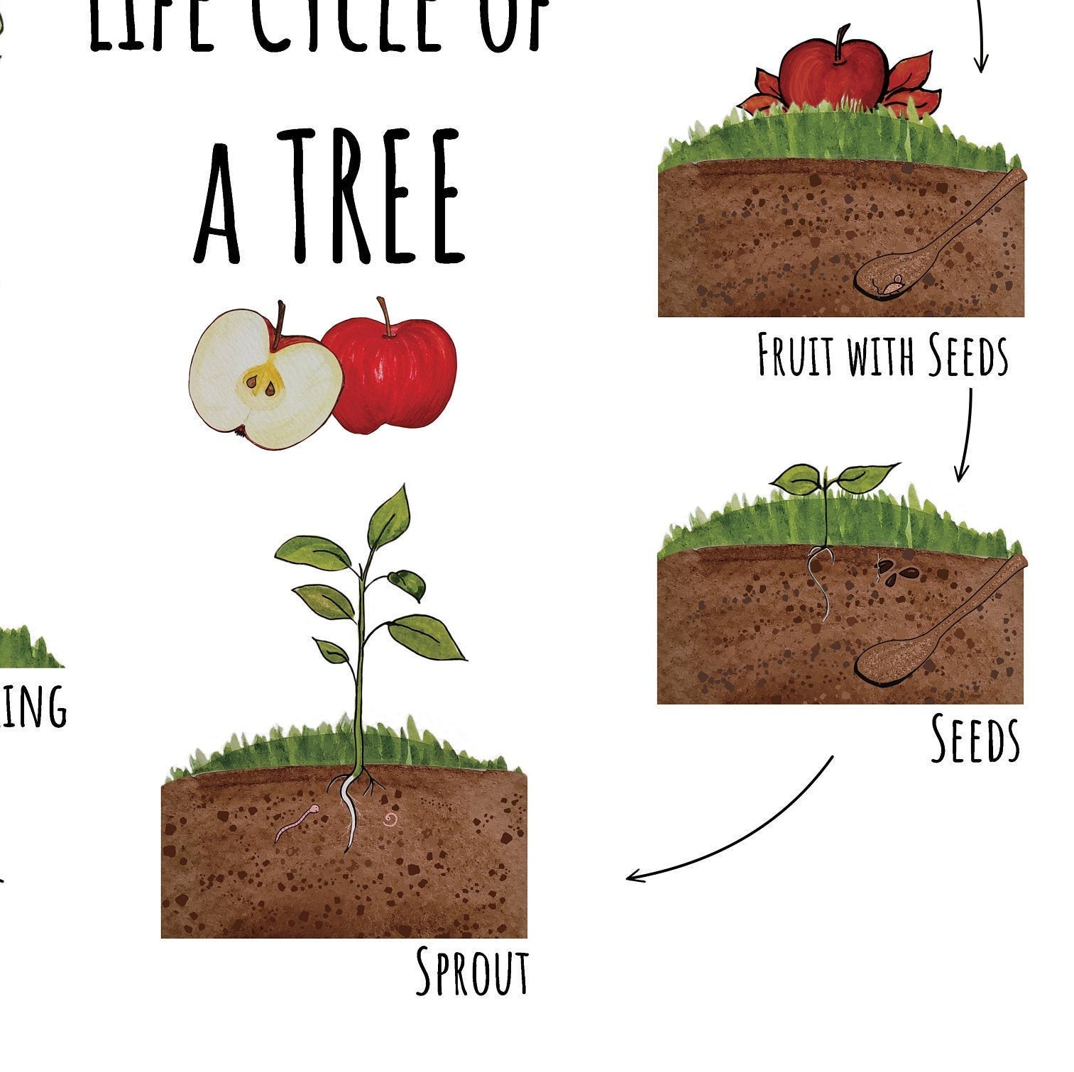 LIFECYCLE of a tree Downloadable watercolor life-cycle | Etsy