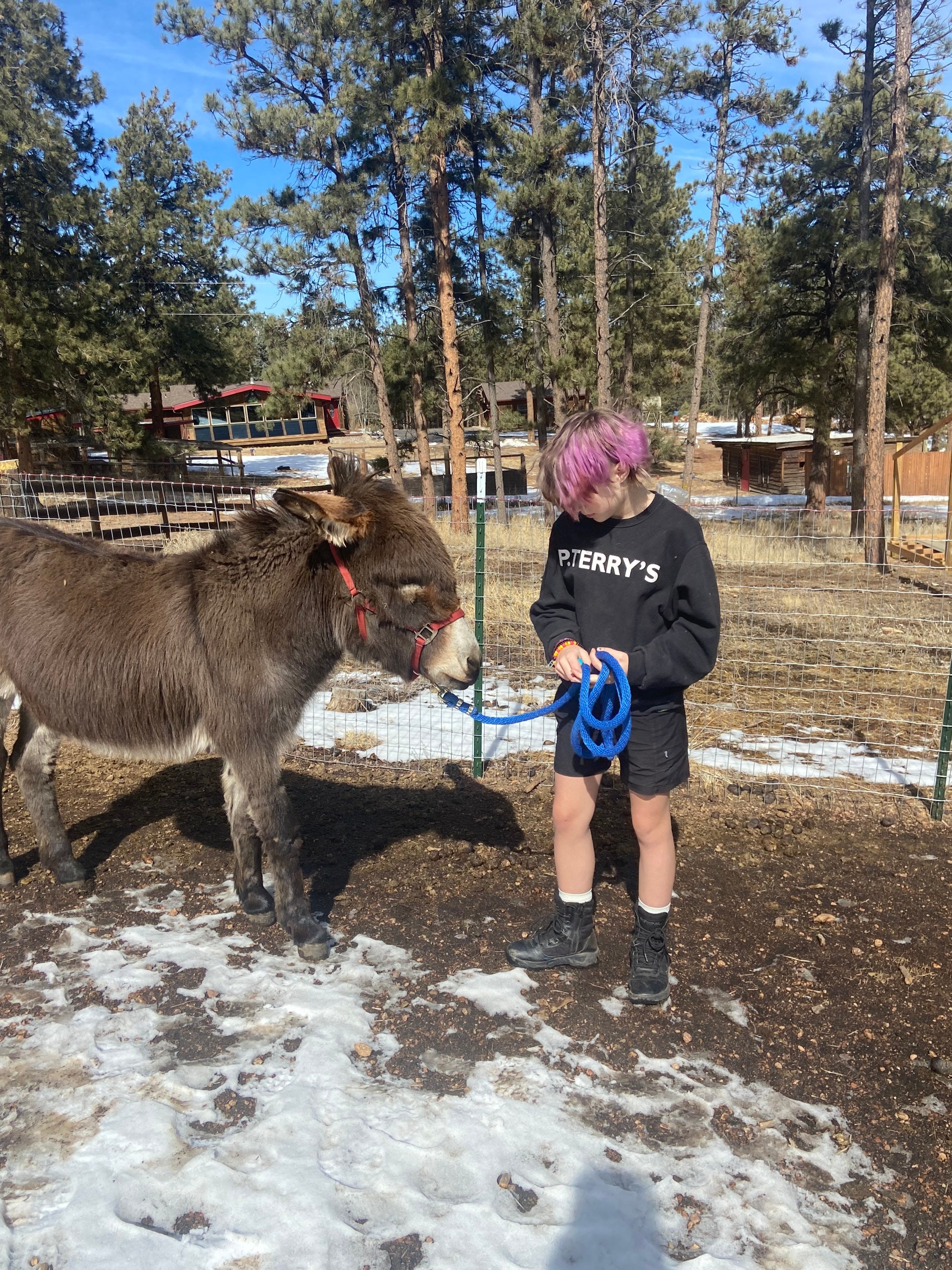 Sponsor a Wildland Burro / Donkey Rescue, Animal Lover, Gift / Present ...