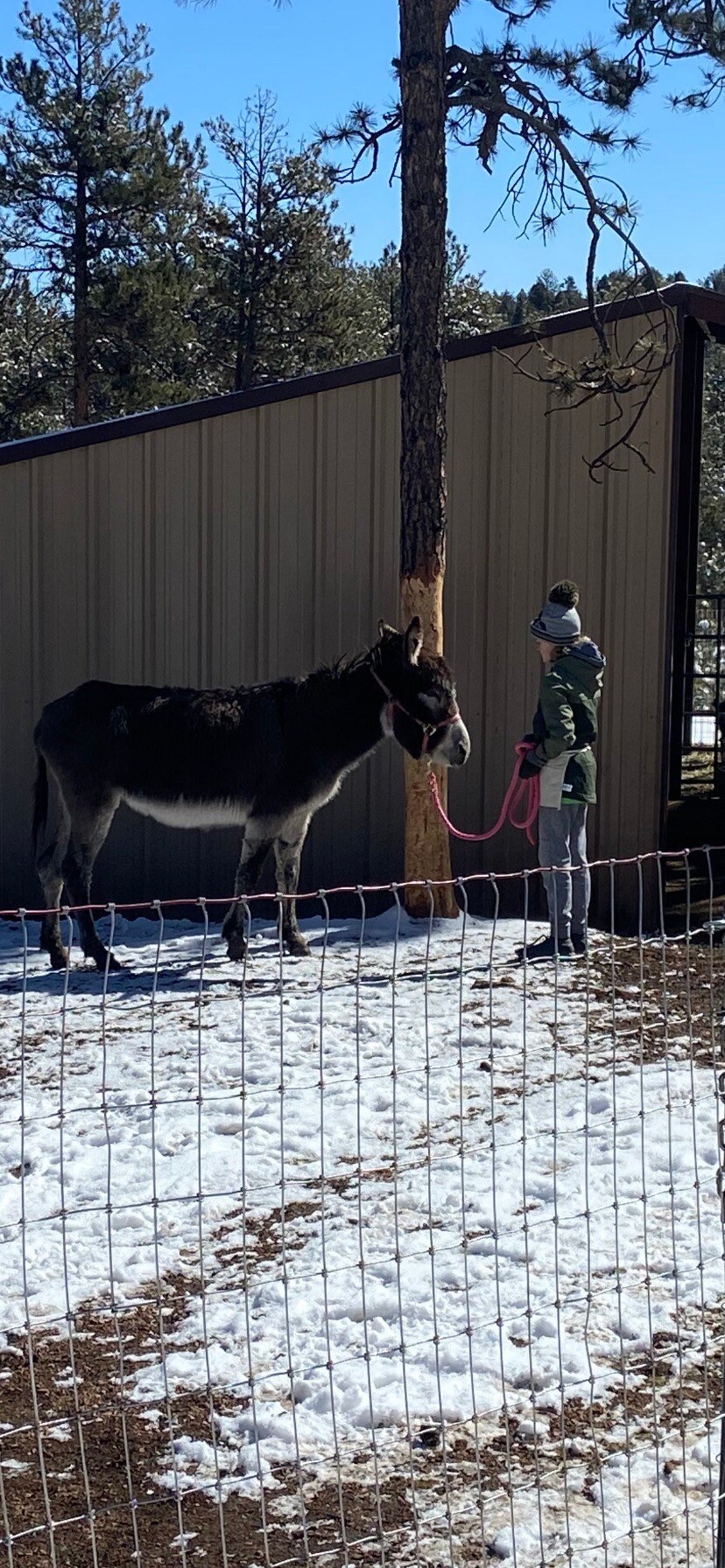 Sponsor a Wildland Burro / Donkey Rescue, Animal Lover, Gift / Present ...