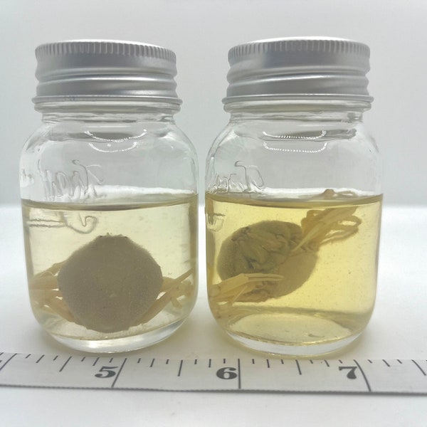 Wet Specimen - Etsy
