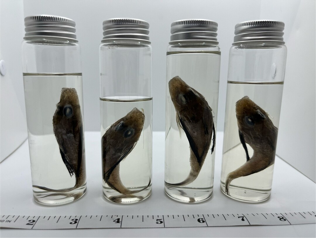 Wet Specimen Fish - Preserved Sea Robins - Etsy