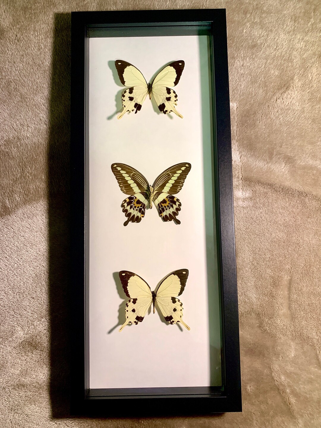 Pinned Framed Butterflies in Shadow Box - Etsy