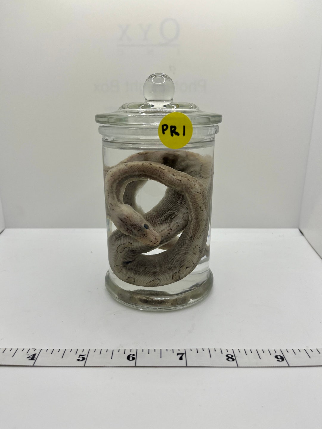 Wet Specimen champagne Ball Python - Etsy