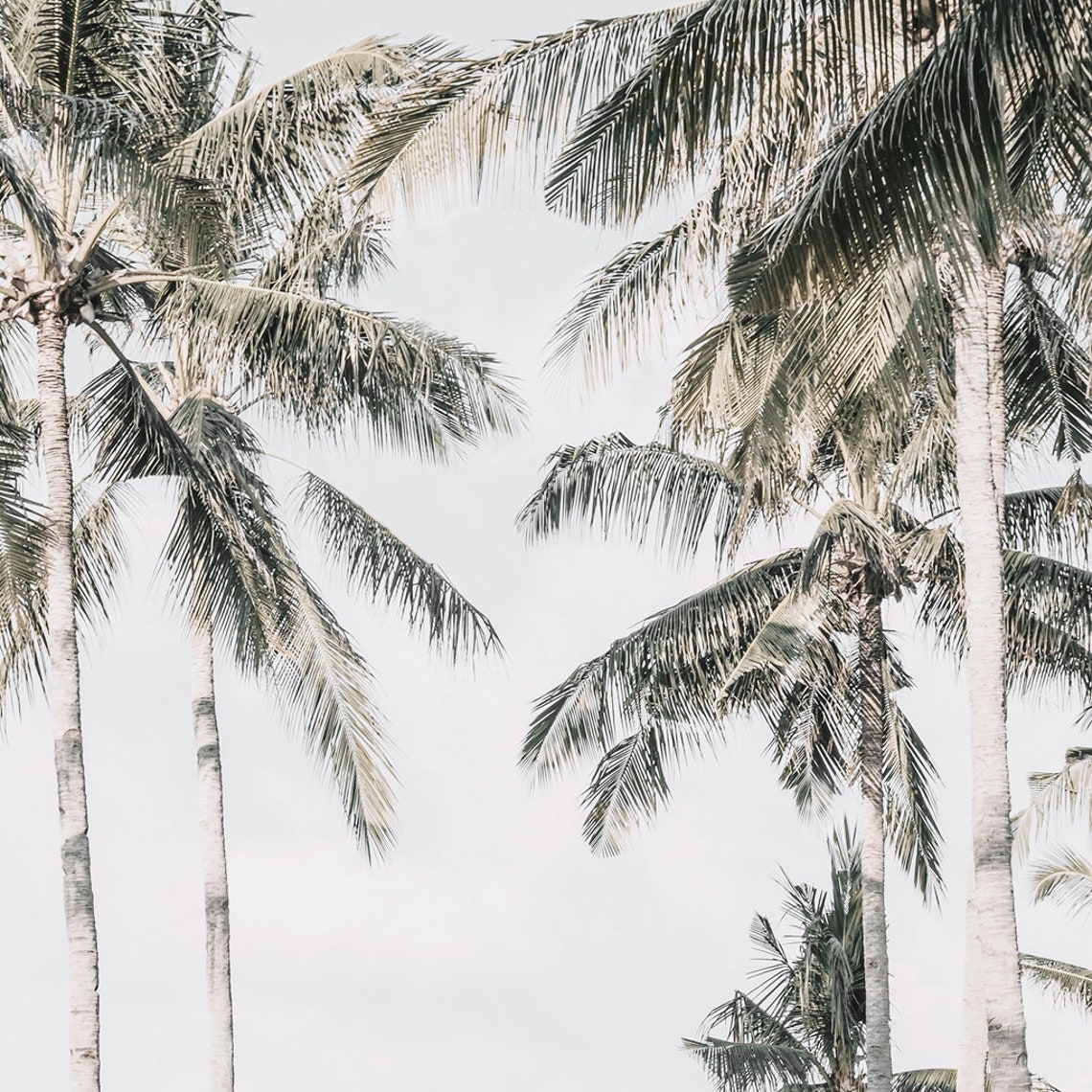Wall Art Palm Trees Square Size Canvas Prints Poster Etsy