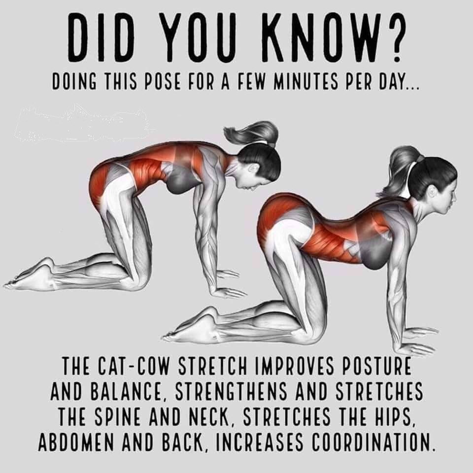 Stretching Exercise Printable PDF Infographic Yoga Pilates Health ...