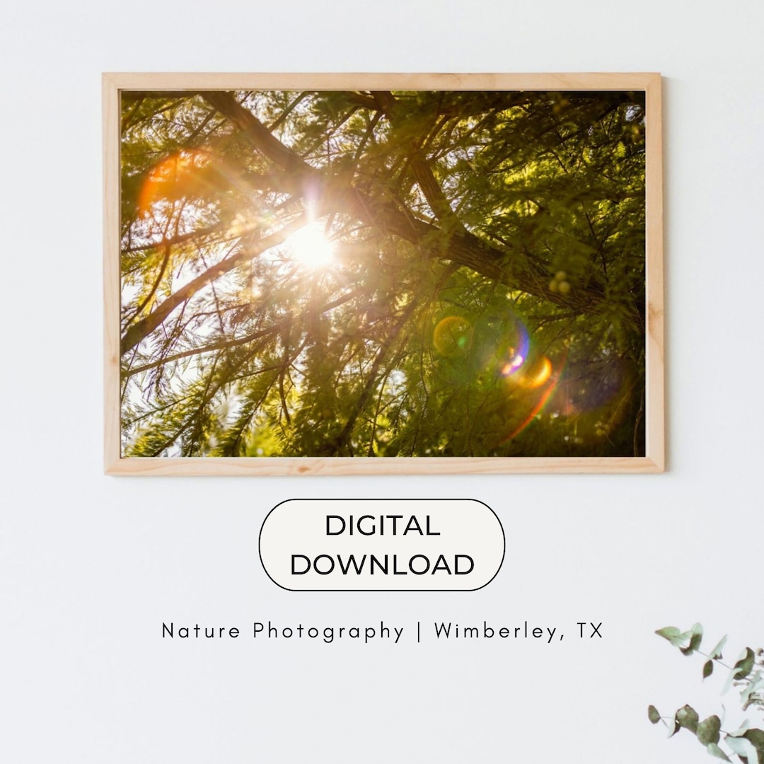 Sun Shining Through Trees Photography Print | Nature Photo Print ...
