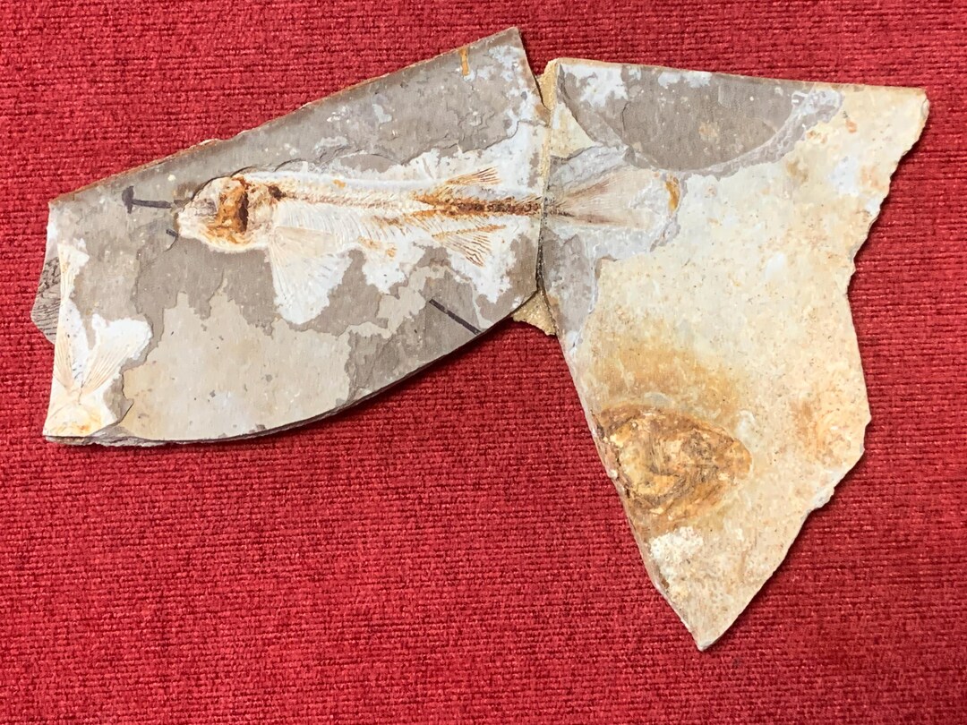 Fish Fossil/ Palaeontological Specimen With Glued Parts 14cm No.8 - Etsy