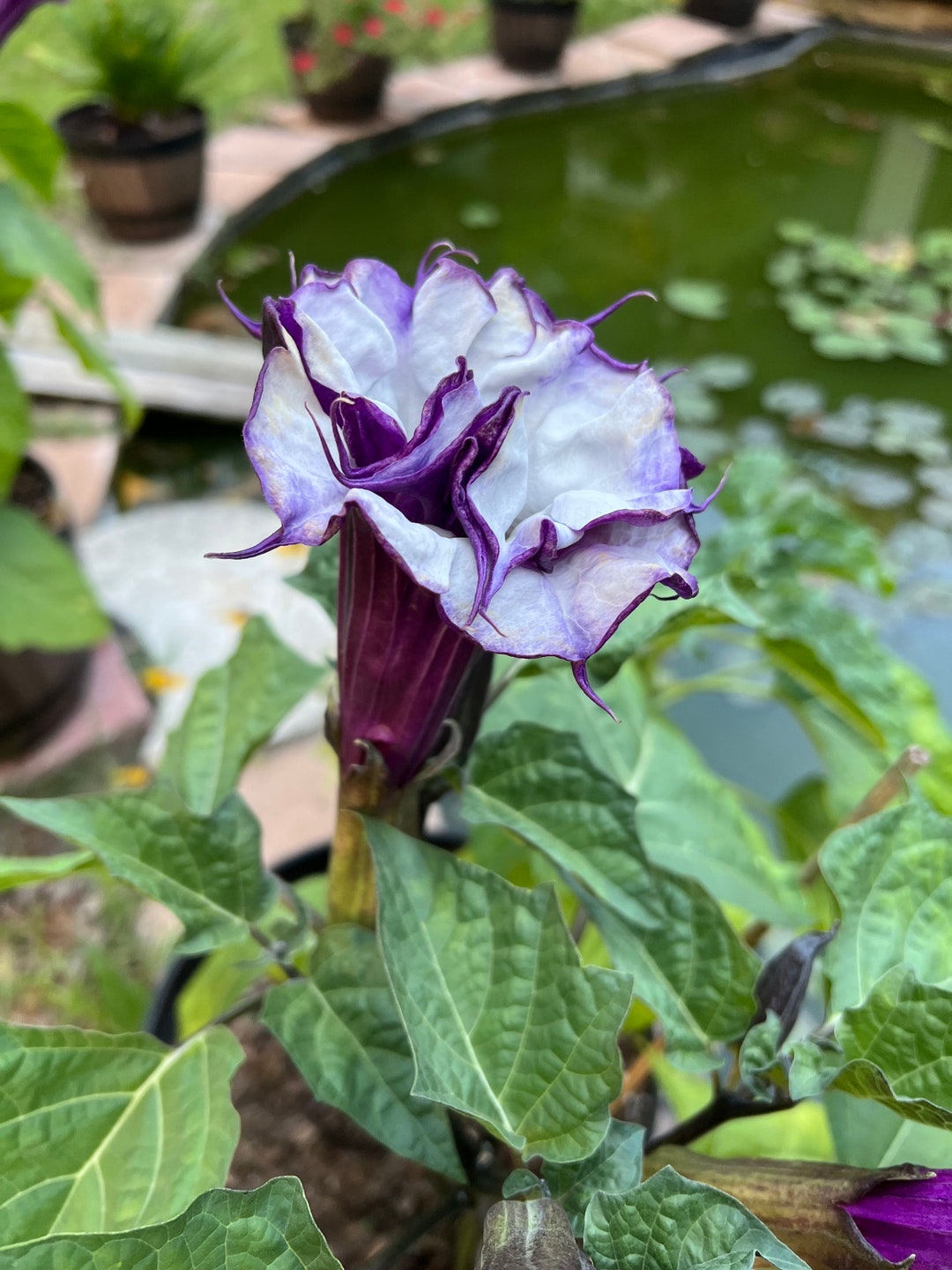 Purple Moon Flower datura Plant Seedling SHIPPED 2 IN POT - Etsy