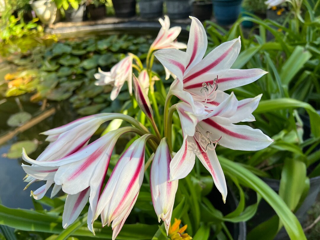 Crinum Lily, Striped White and Pink (1) JUMBO, Blooming-size Bulbs - Etsy