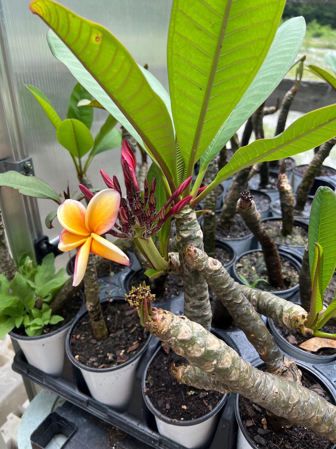 Plumeria Cuttings From Hawaii