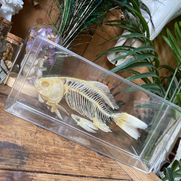 Fish Skeleton - Etsy