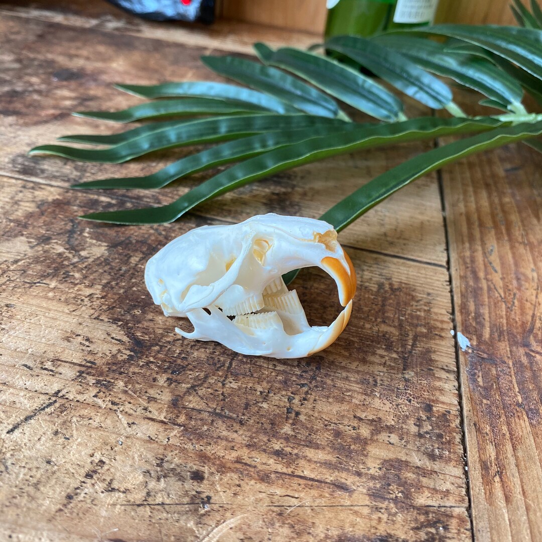 Real Muskrat Skull Taxidermy After Cleaned and Bleached Bone - Etsy