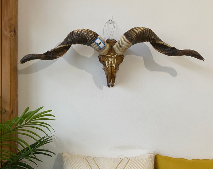 Real Sheep Skulls With Nice Curled Horns in Vintage Style - Etsy