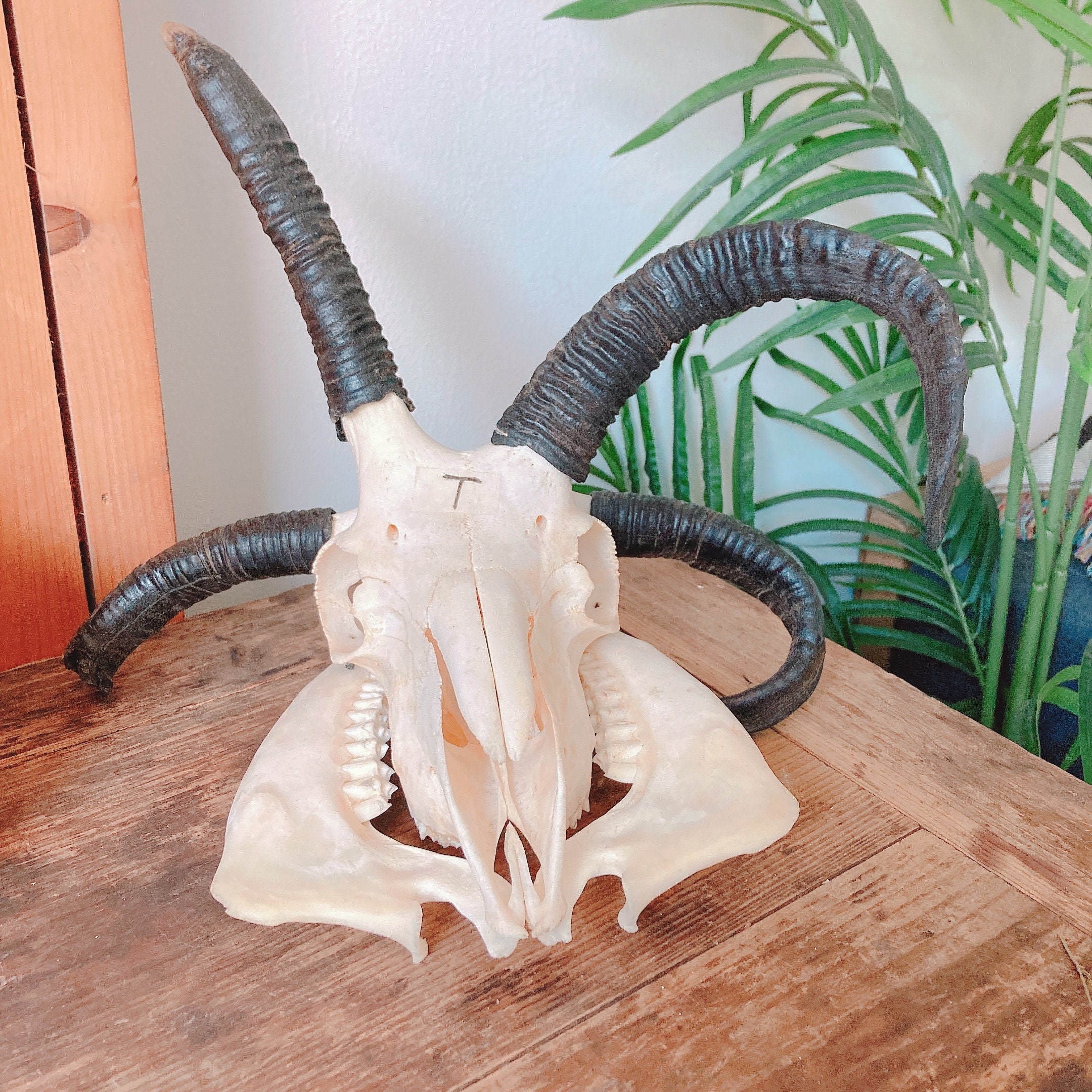 sheep skull for sale | Compare 64 second hand ads