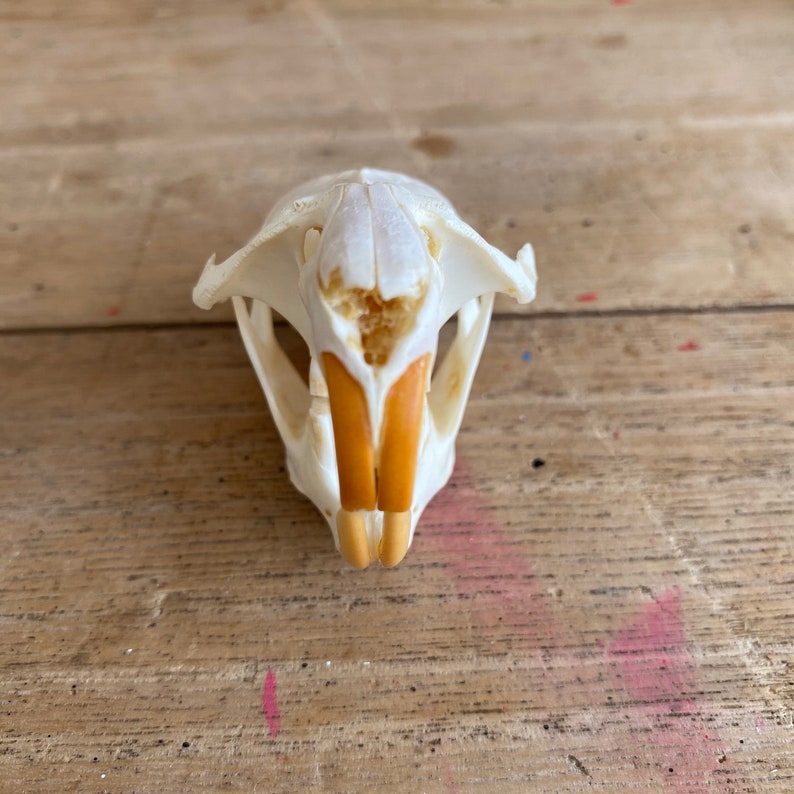 Real Muskrat Skull Taxidermy After Cleaned and Bleached Bone - Etsy